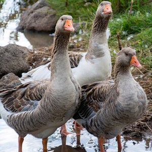 Wild Geese in Nature. Geese Photo. Nice Geese. Wild Birds Wall Art ...