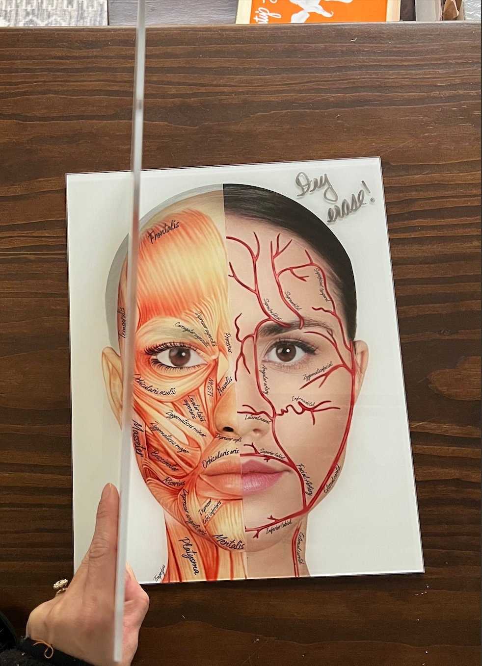 Aesthetic Injector Treatment Board, Aesthetic Training Tool, Dry Erase ...