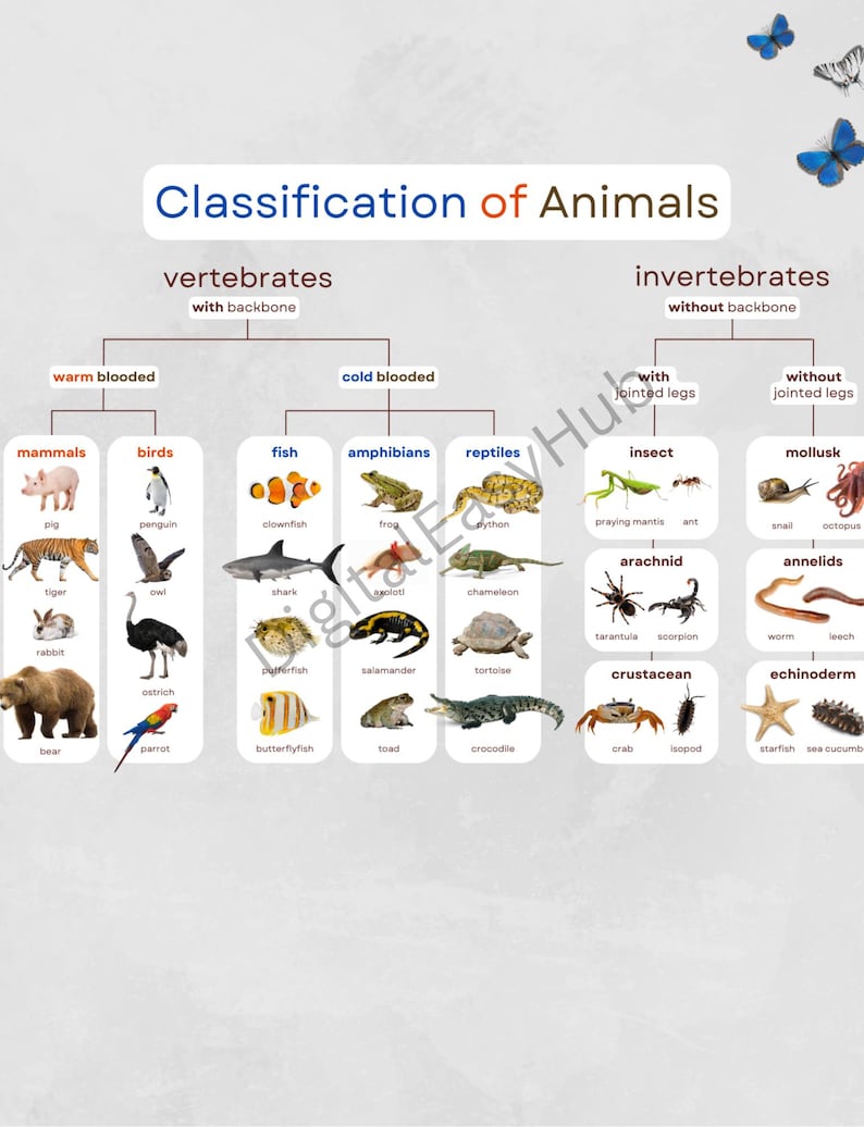 Animal Classification Chart - Vertebrates and Invertebrates ...