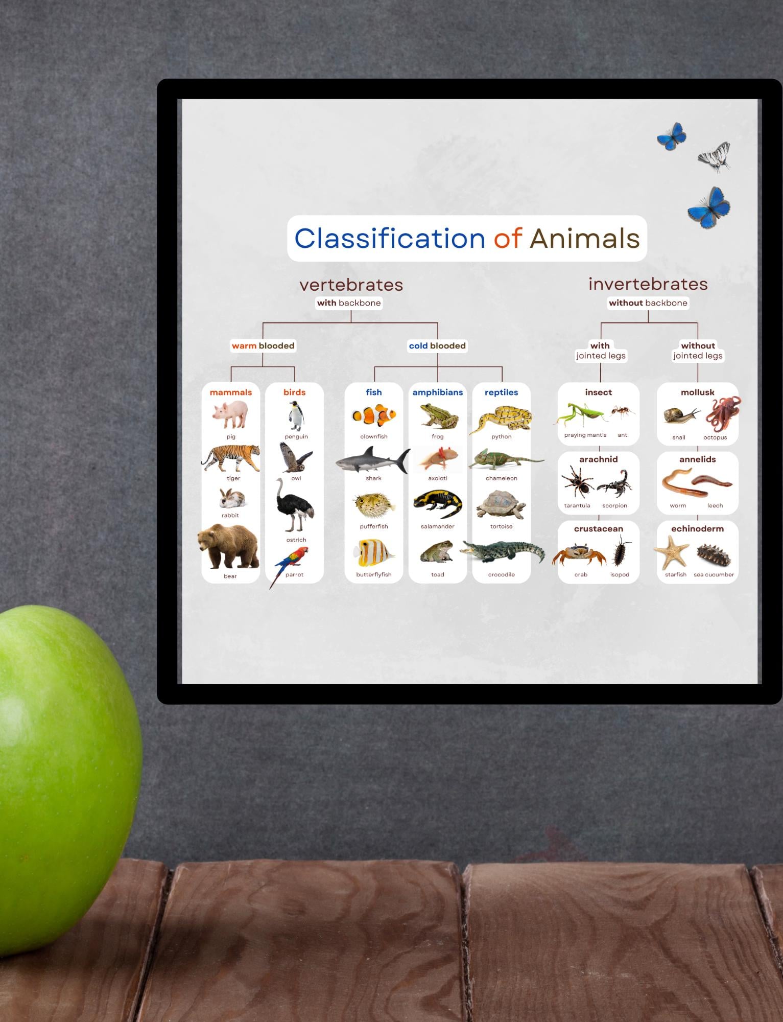Animal Classification Chart - Vertebrates and Invertebrates ...