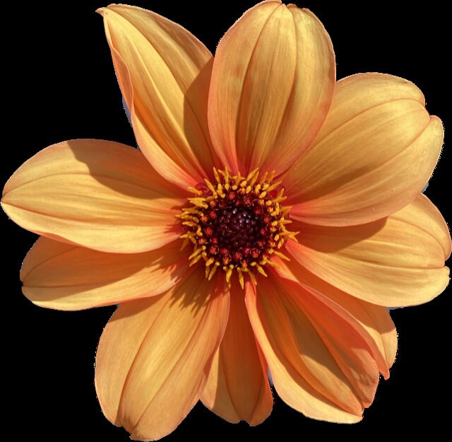 Orange Flower Cross Stitch Pattern - Etsy