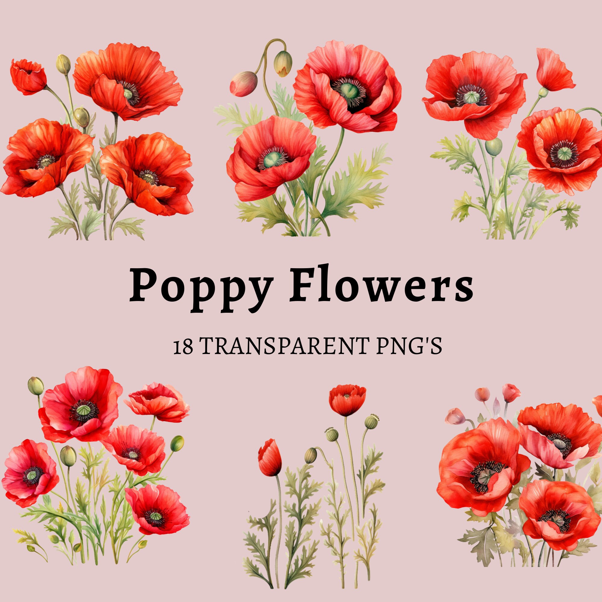 Red Poppy Watercolor Flowers Clipart Png Poppies Bouquets Floral ...