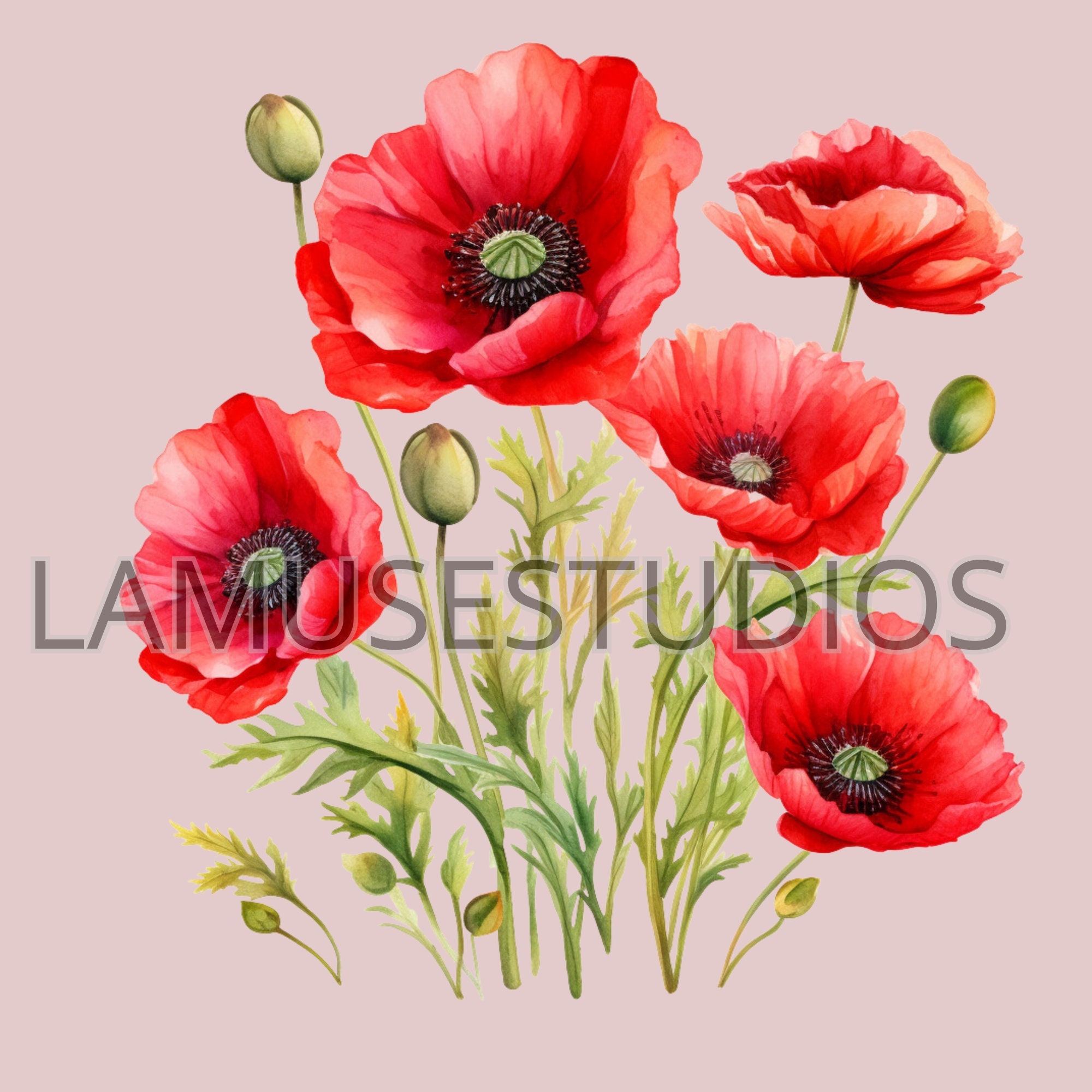 Red Poppy Watercolor Flowers Clipart Png Poppies Bouquets Floral ...