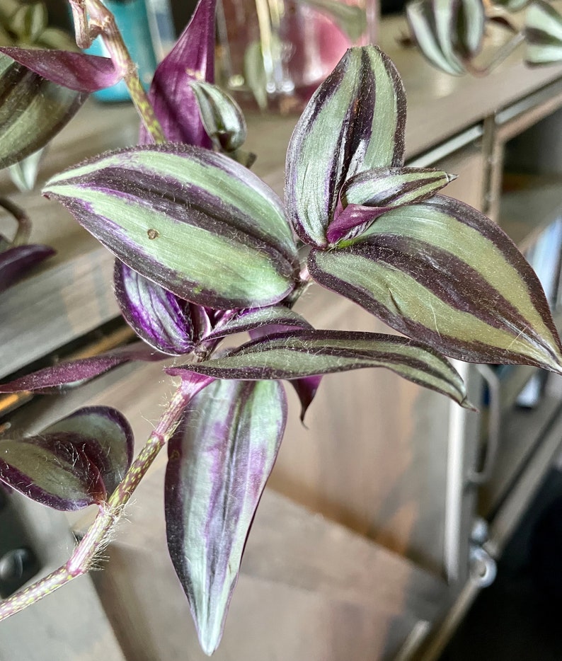 Tradescantia Zebrina Aka Wandering Dude or Inch Plant - Etsy