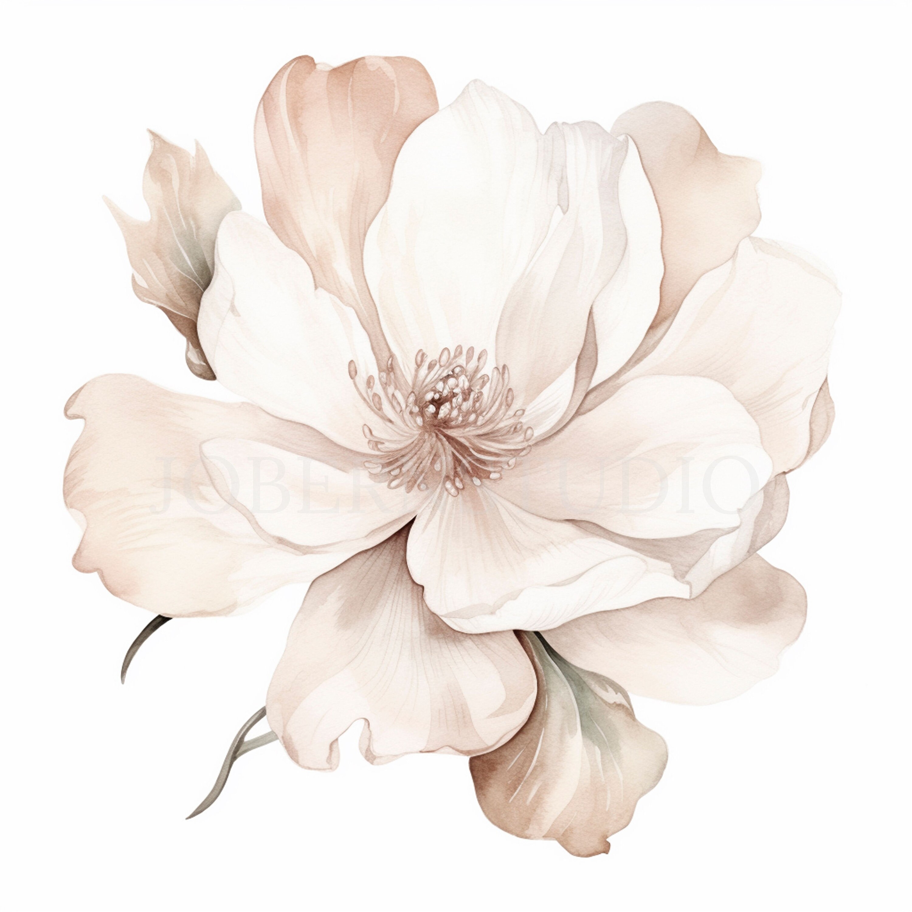 Beige Flower Clipart Bundle 15 High Quality Png,watercolor Floral ...