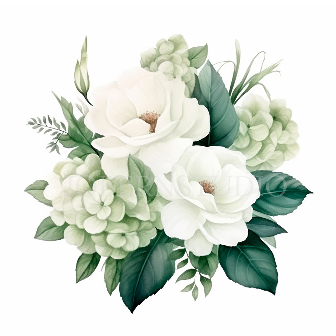 White Hydrangea Clipart Bundle 15 High Quality Png,watercolor Flower ...