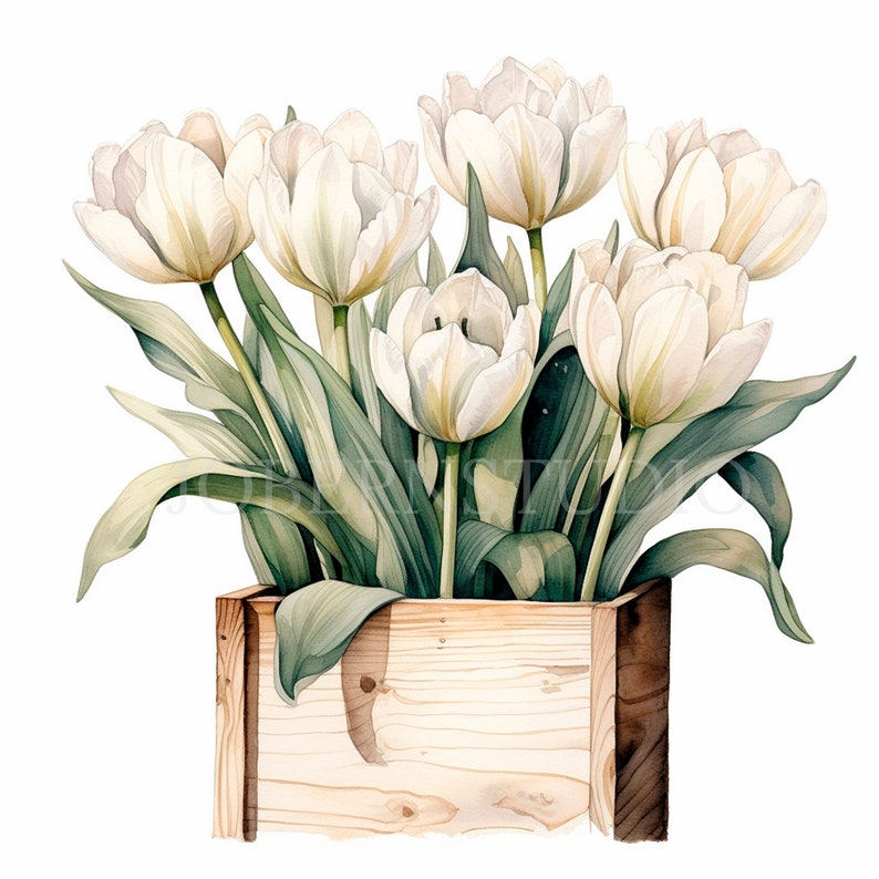 Tulips Flower Clipart Bundle 10 High Quality Png,watercolor White ...