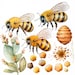 Bees and Honey Clipart PNG Bundle 13 High Quality JPG, Vintage Bee ...