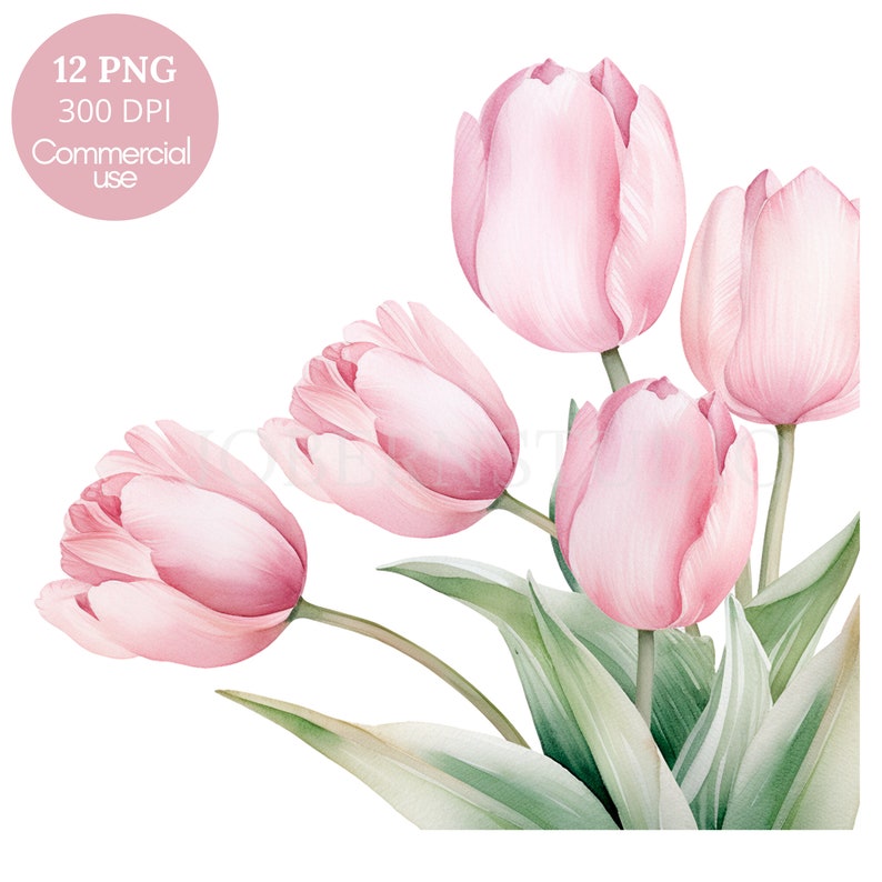 Tulips Flower Border Clipart Bundle 12 High Quality PNG, Watercolor ...