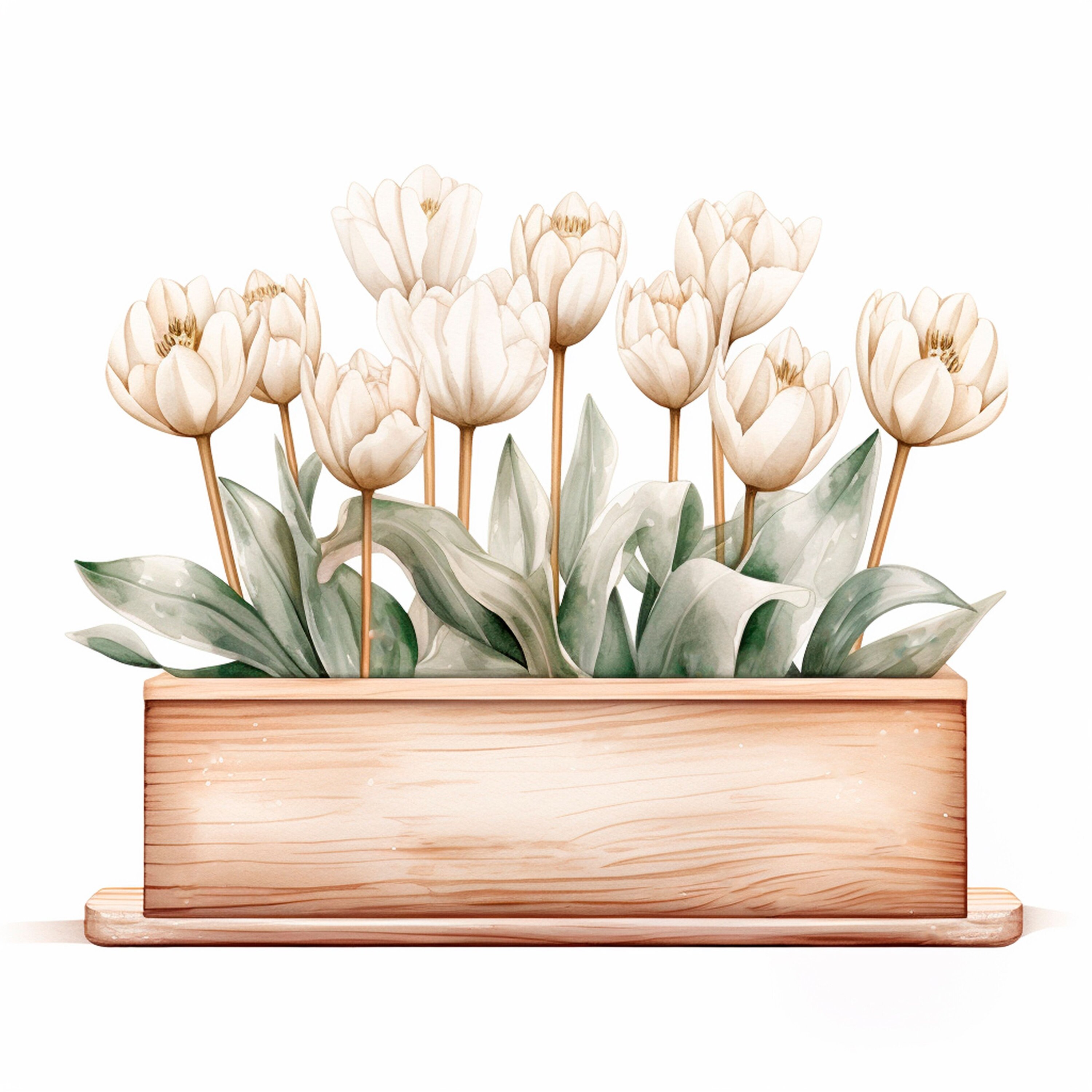 Tulips Flower Clipart Bundle 10 High Quality Png,watercolor White ...