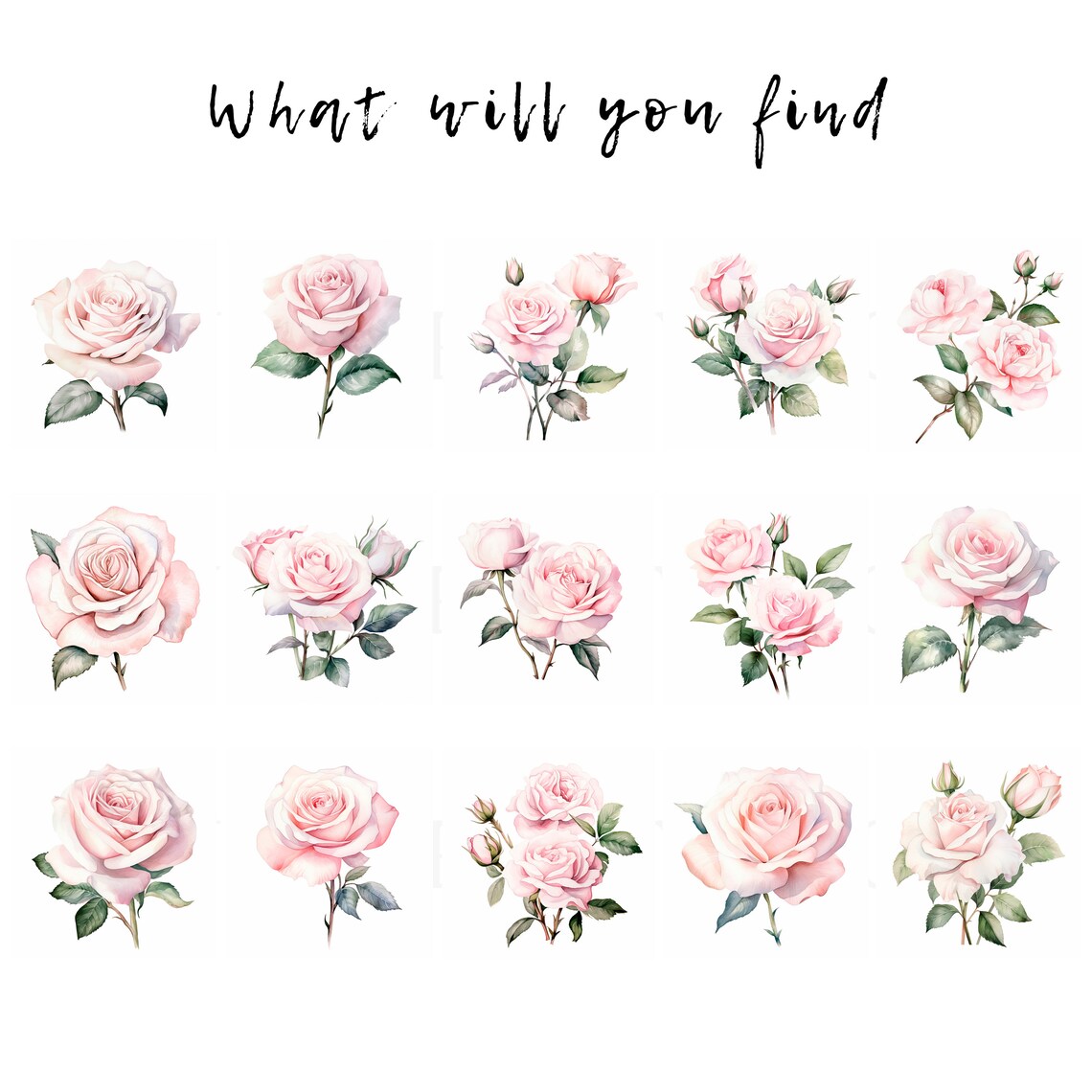 Pink Rose Branch Clipart Bundle 15 High Quality PNG, Watercolor Rose ...