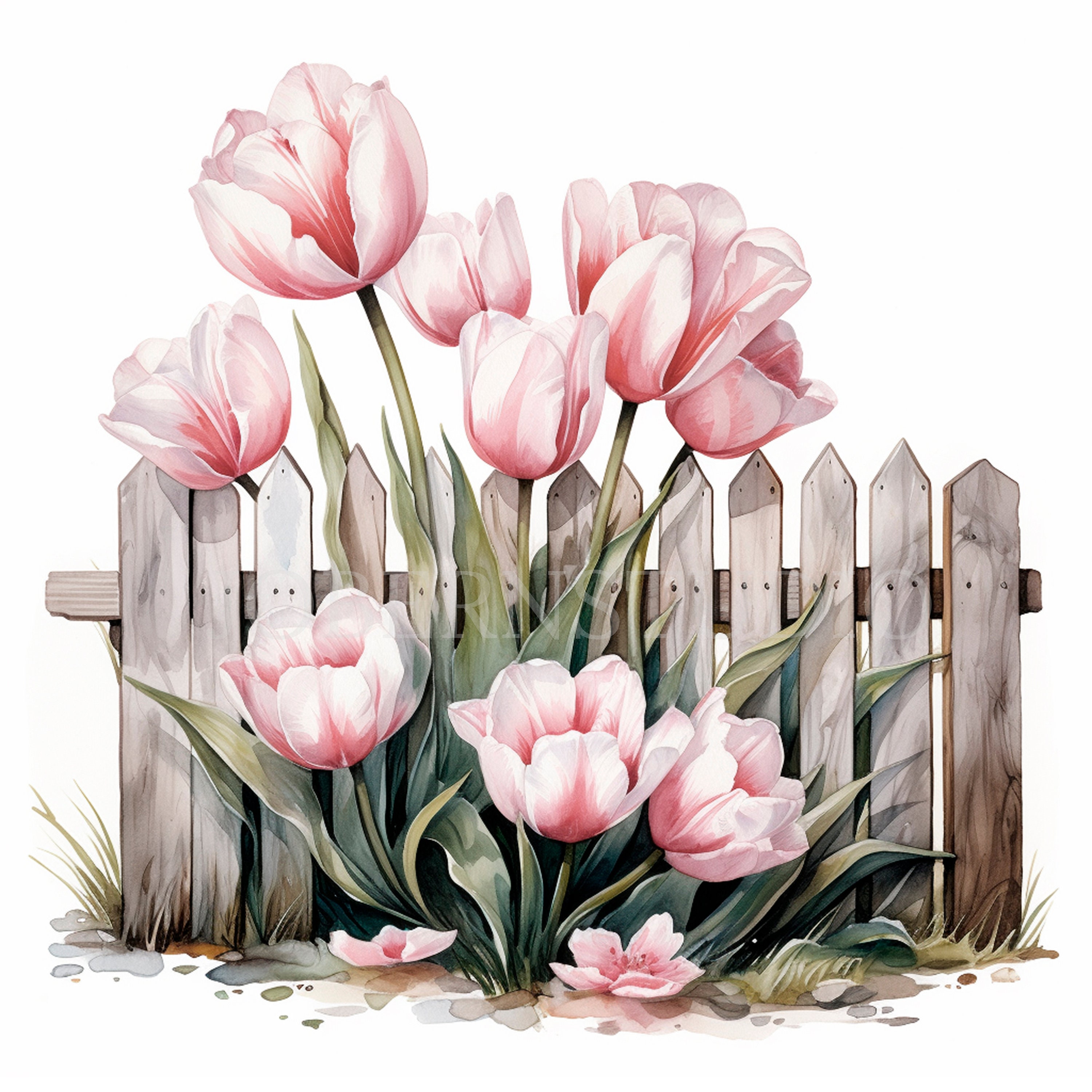 Tulips Flower Border Clipart Bundle 10 High Quality PNG, Watercolor ...