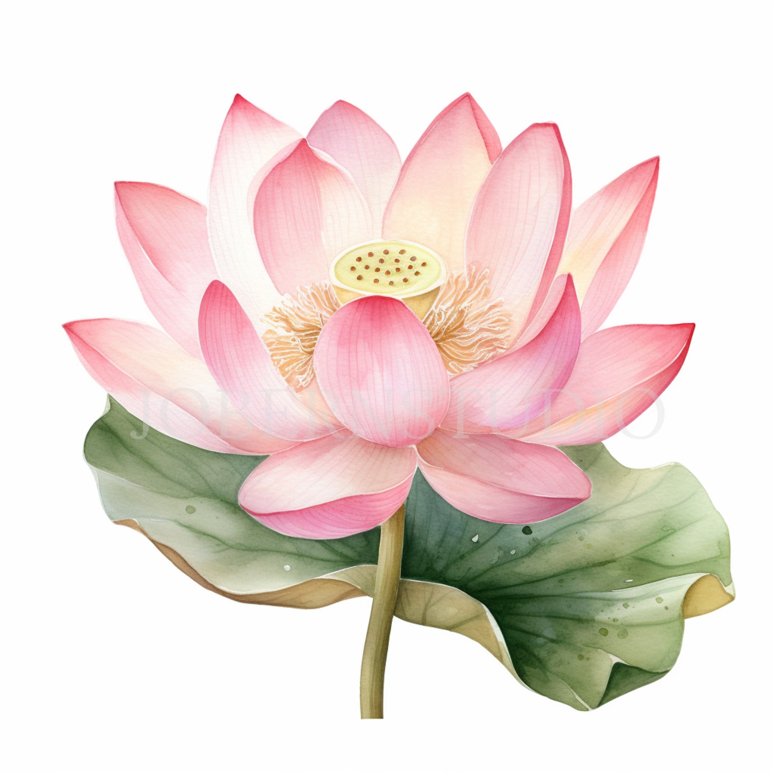 Lotus Flower Clipart Bundle 20 High Quality,watercolor Water Floral ...