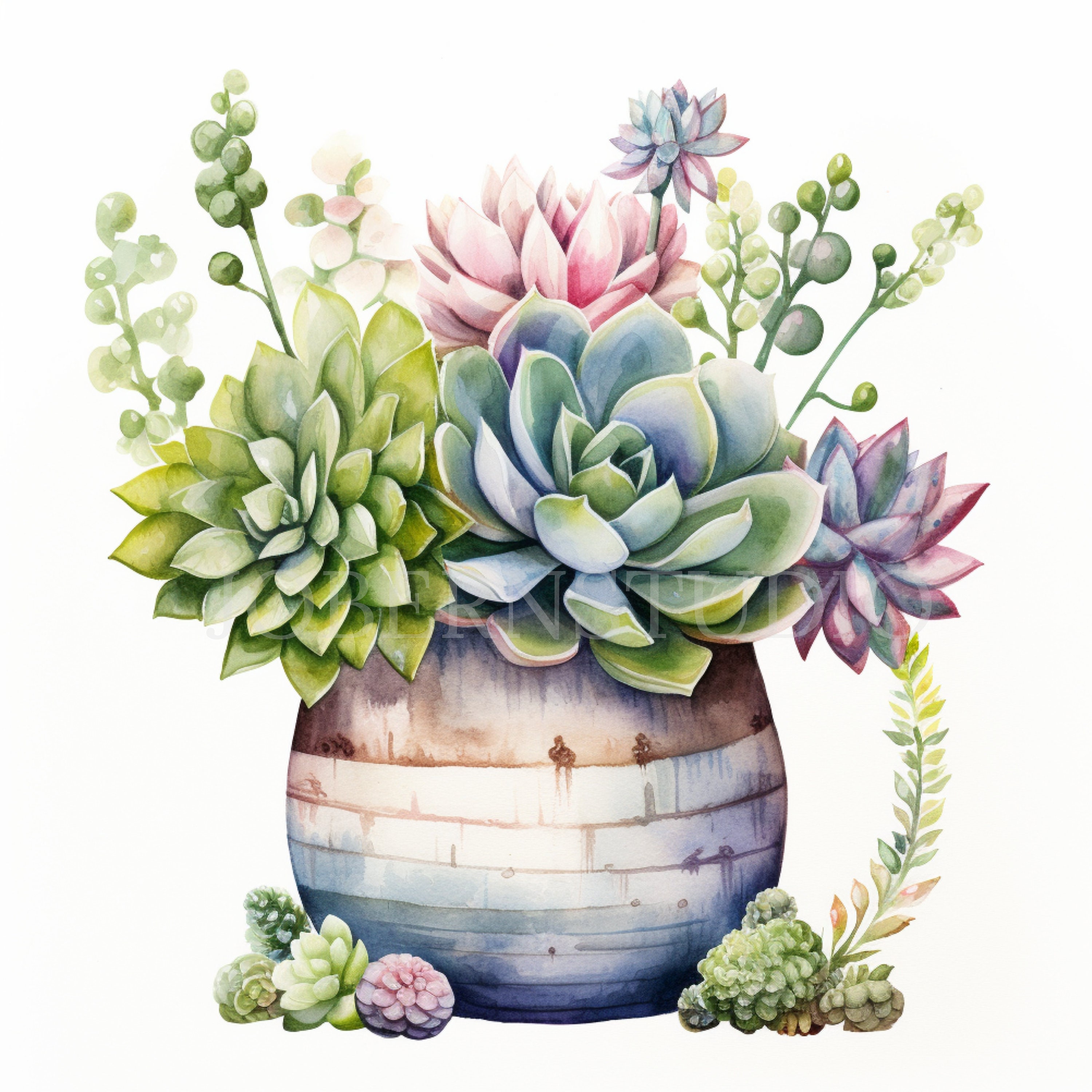 Succulent Plants Clipart Bundle 20 High Quality Png,watercolor Floral ...