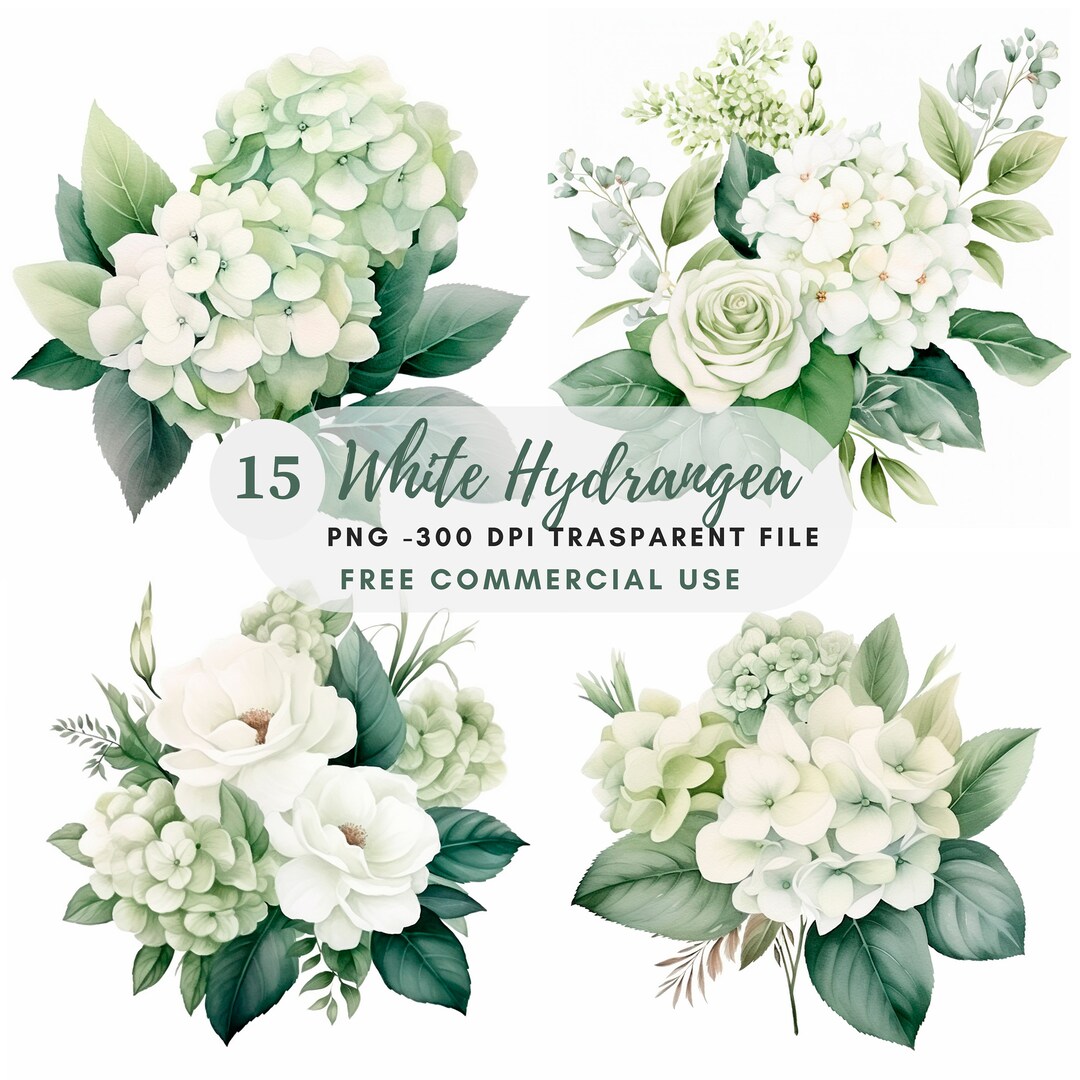 White Hydrangea Clipart Bundle 15 High Quality Png,watercolor Flower ...