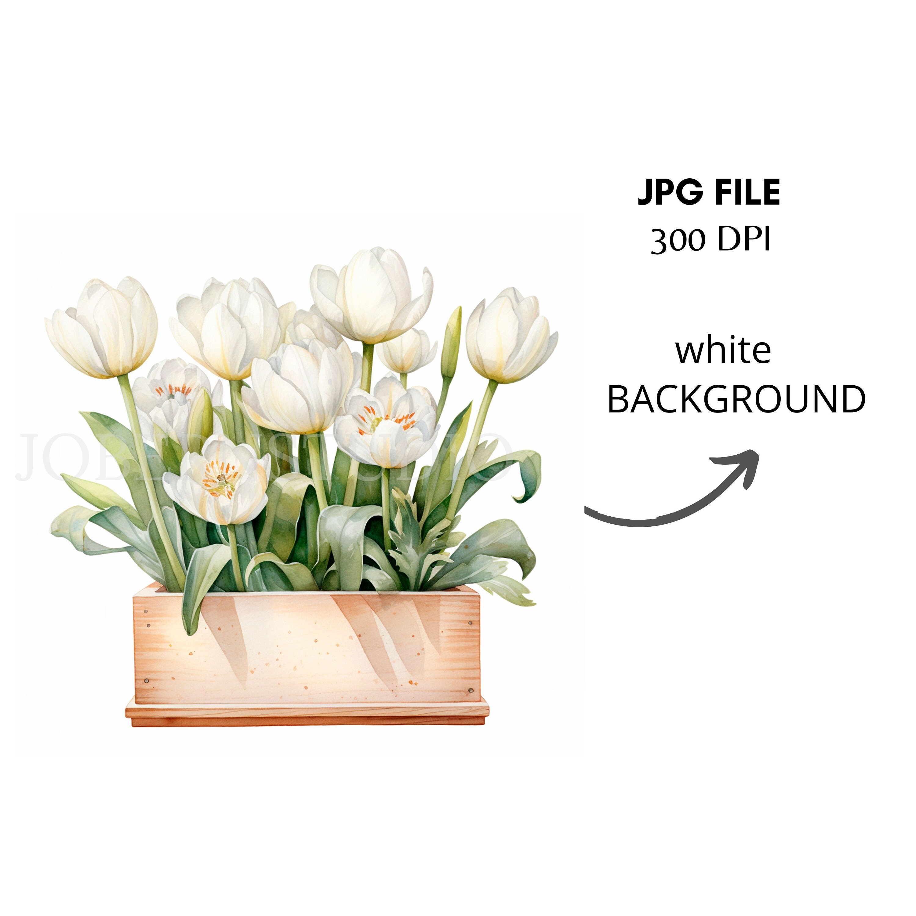 Tulips Flower Clipart Bundle 10 High Quality Png,watercolor White ...
