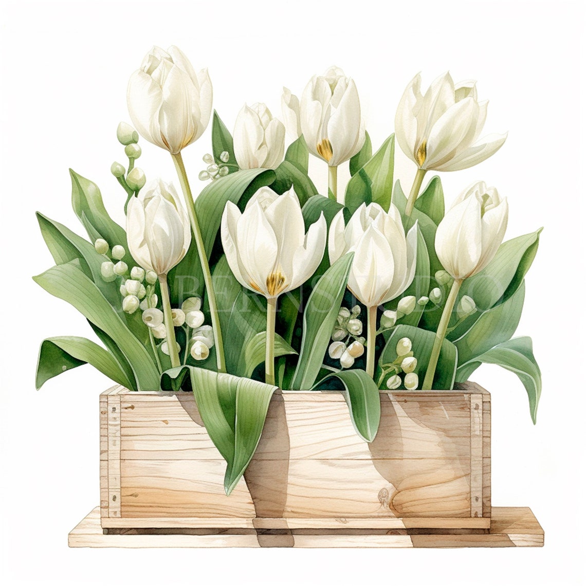 Tulips Flower Clipart Bundle 10 High Quality Png,watercolor White ...