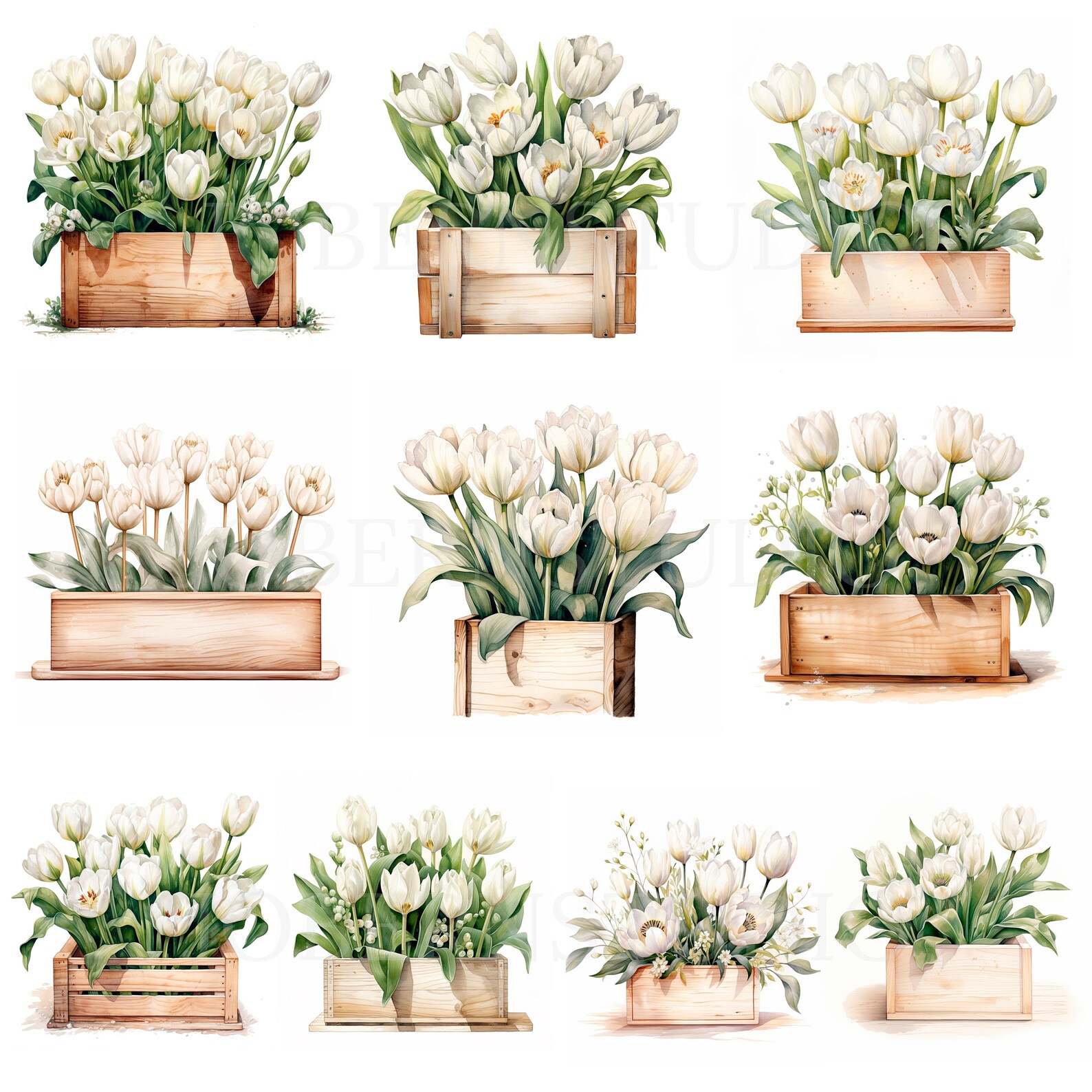 Tulips Flower Clipart Bundle 10 High Quality Png,watercolor White ...