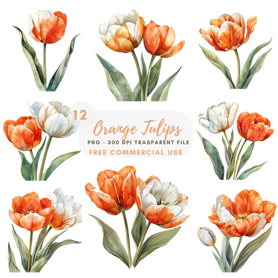 Tulips Flower Clipart Bundle 12 High Quality PNG, Watercolor Orange ...