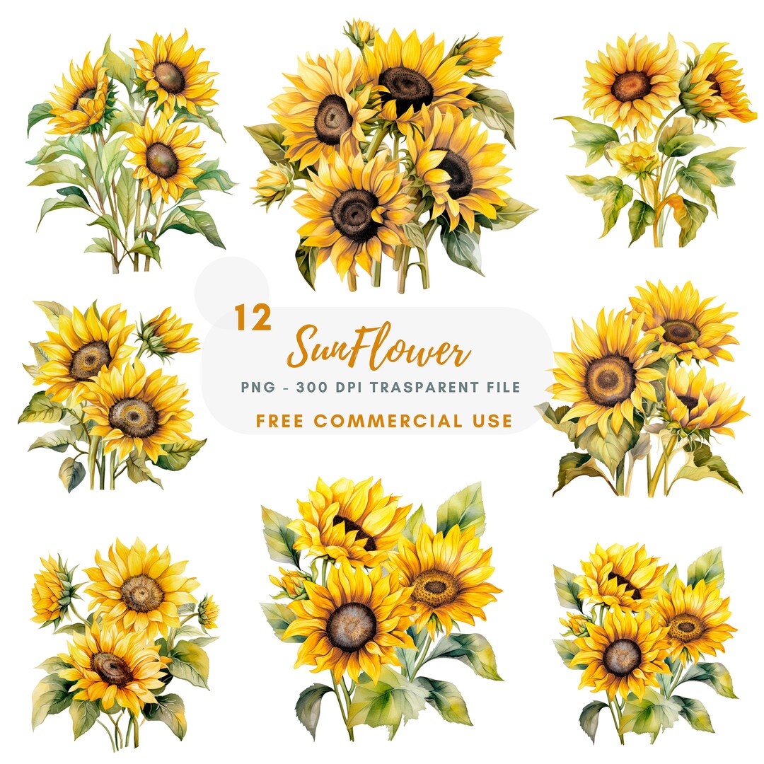 Sunflower Clipart Bundle 12 High Quality Png,watercolor Floral Border ...