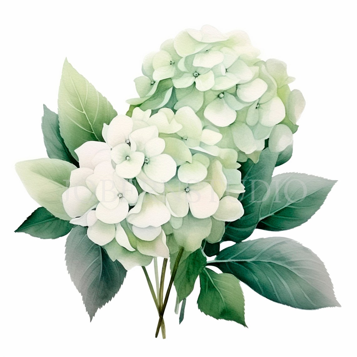 White Hydrangea Clipart Bundle 15 High Quality Png,watercolor Flower ...
