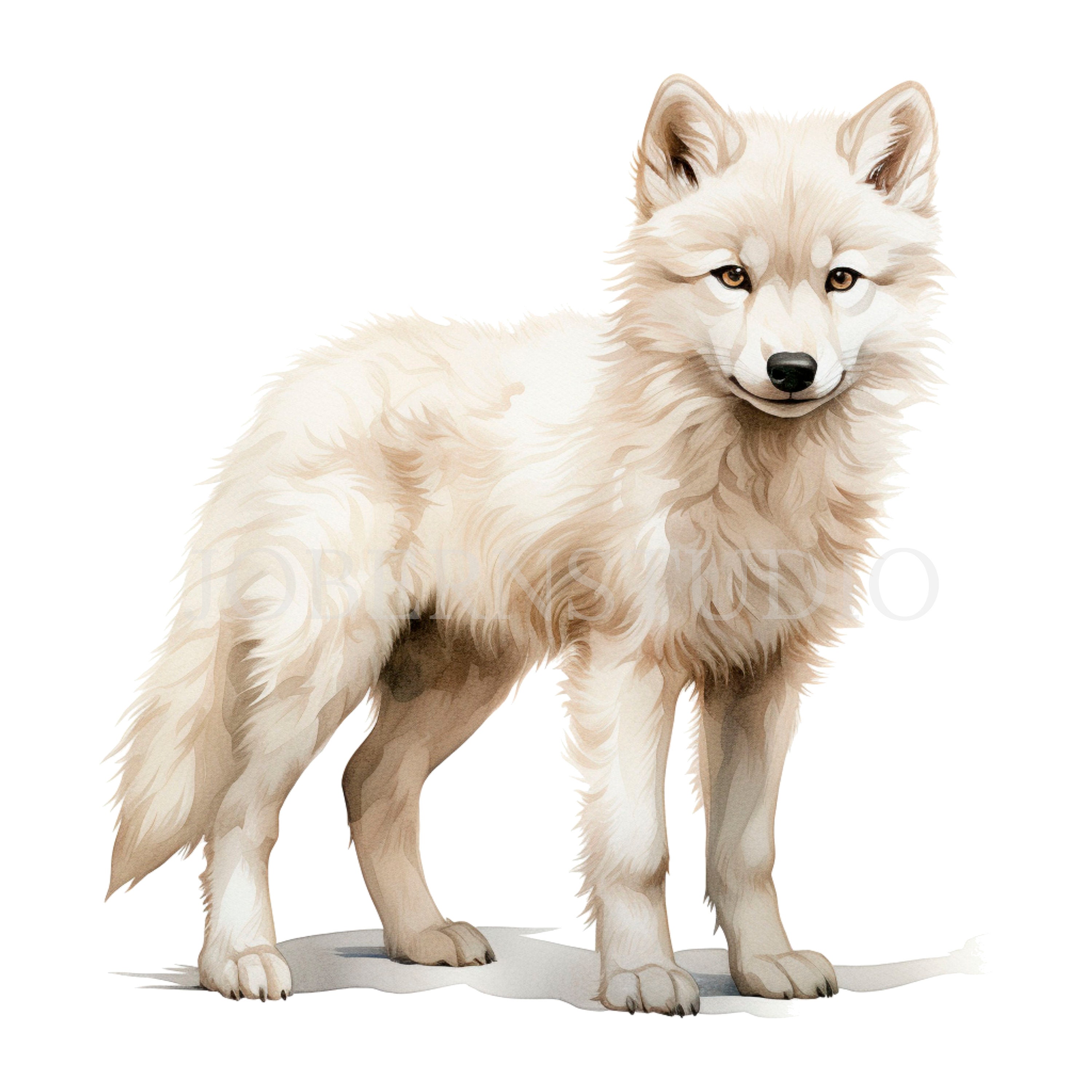Baby Wolf Arctic Clipart Png,bundle 15 High Quality Jpg,digital ...