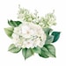 White Hydrangea Clipart Bundle 15 High Quality Png,watercolor Flower ...