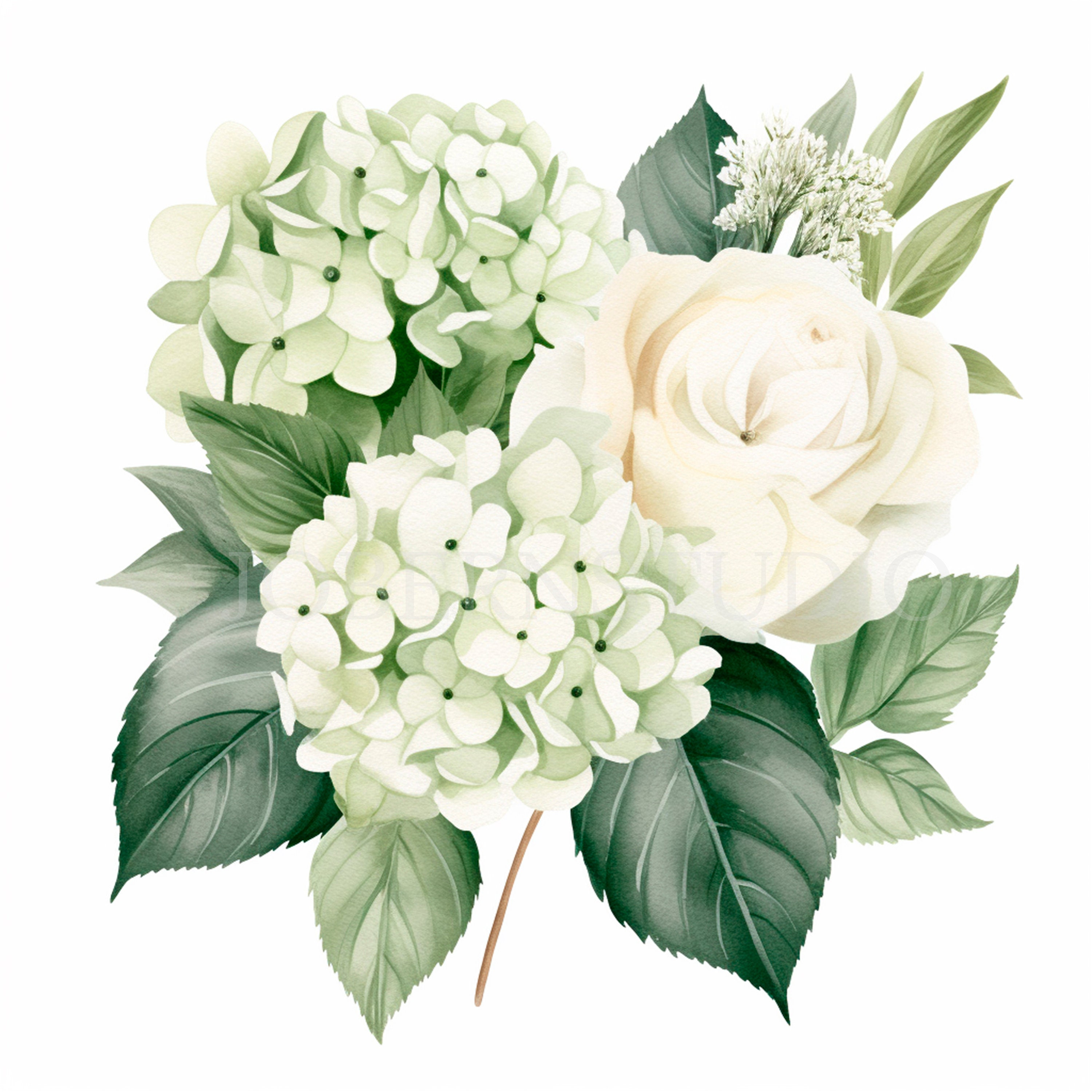 White Hydrangea Clipart Bundle 15 High Quality Png,watercolor Flower ...