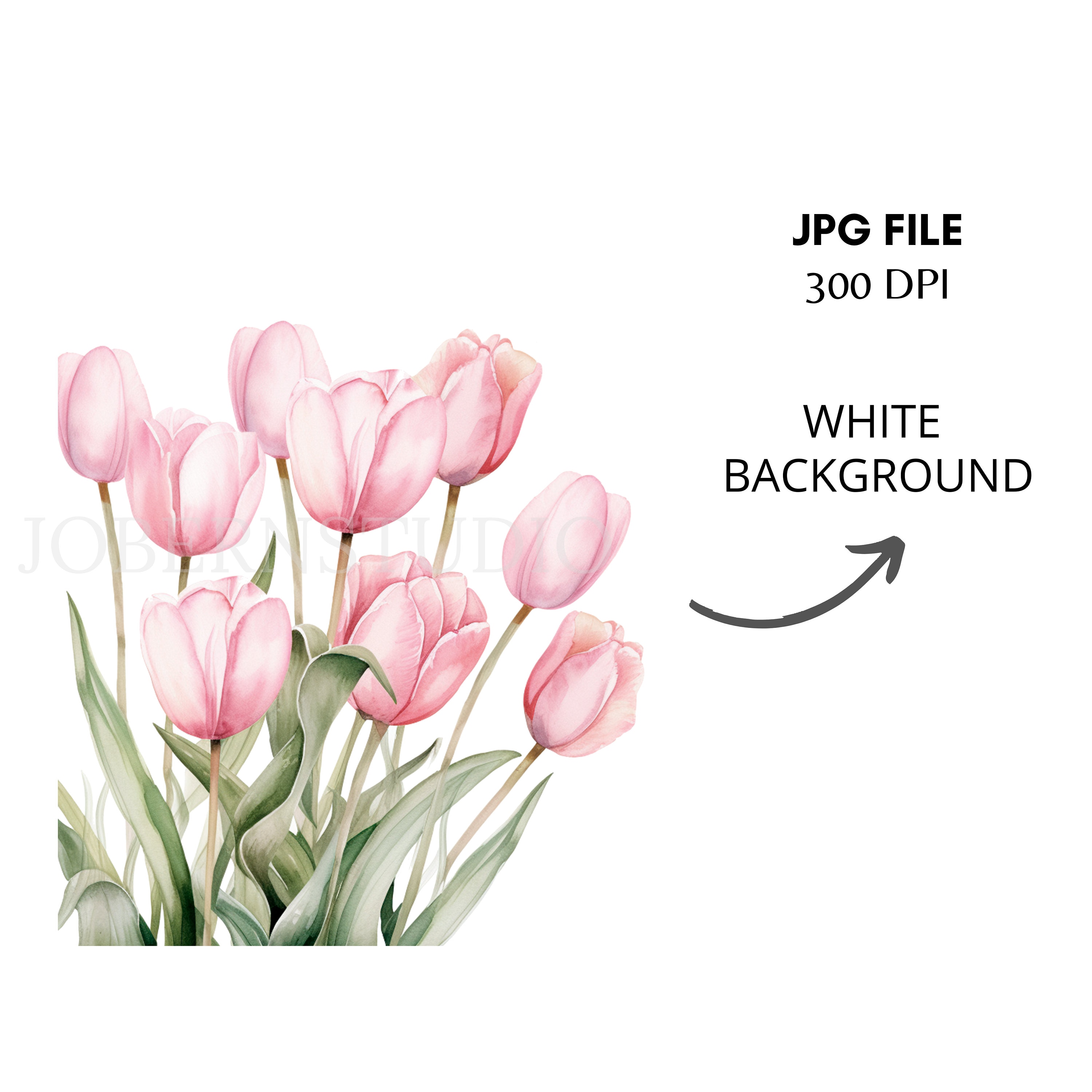 Tulips Flower Border Clipart Bundle 12 High Quality PNG, Watercolor ...