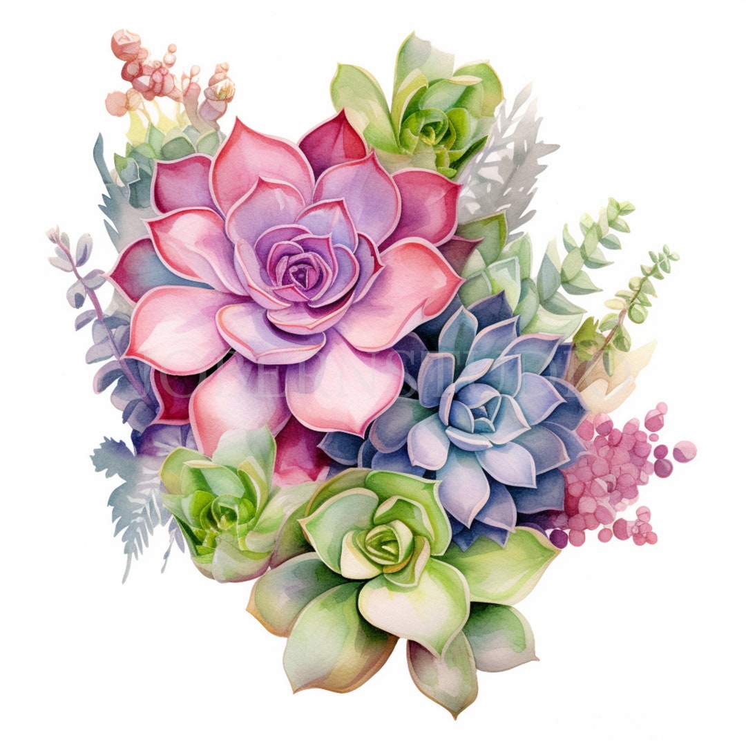 Succulent Plants Clipart Bundle 20 High Quality Png,watercolor Floral ...