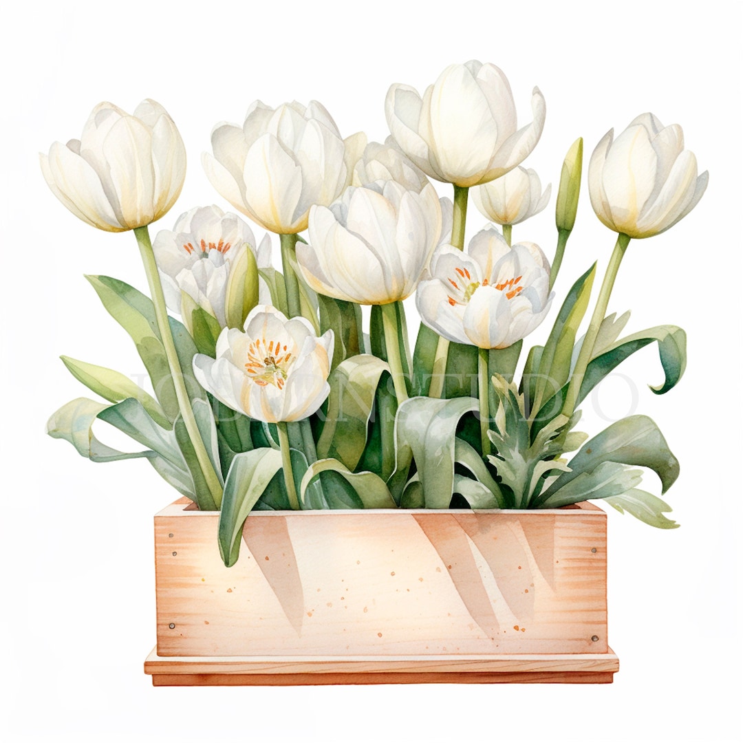 Tulips Flower Clipart Bundle 10 High Quality Png,watercolor White ...