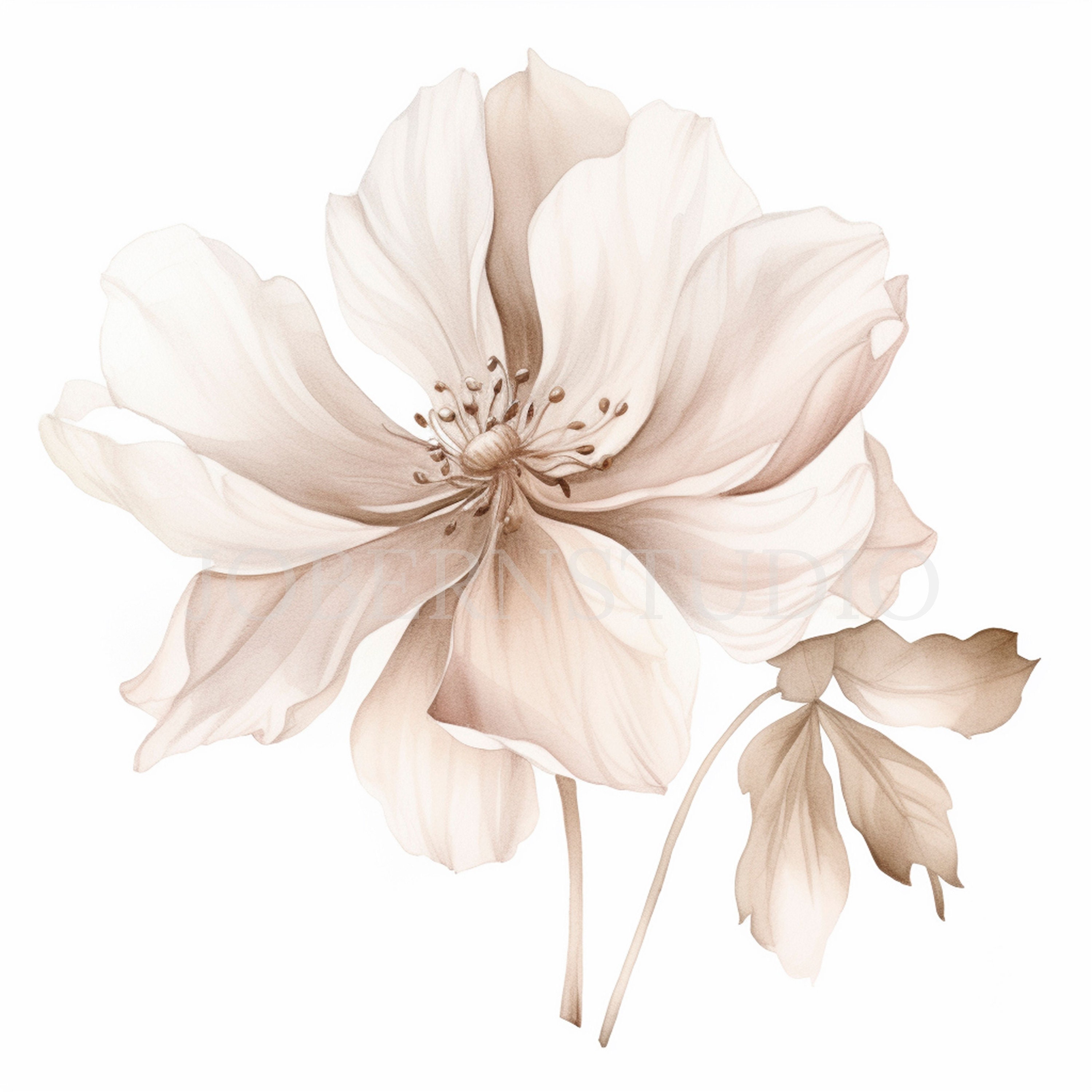 Beige Flower Clipart Bundle 15 High Quality Png,watercolor Floral ...