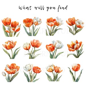 Tulips Flower Clipart Bundle 12 High Quality PNG, Watercolor Orange ...