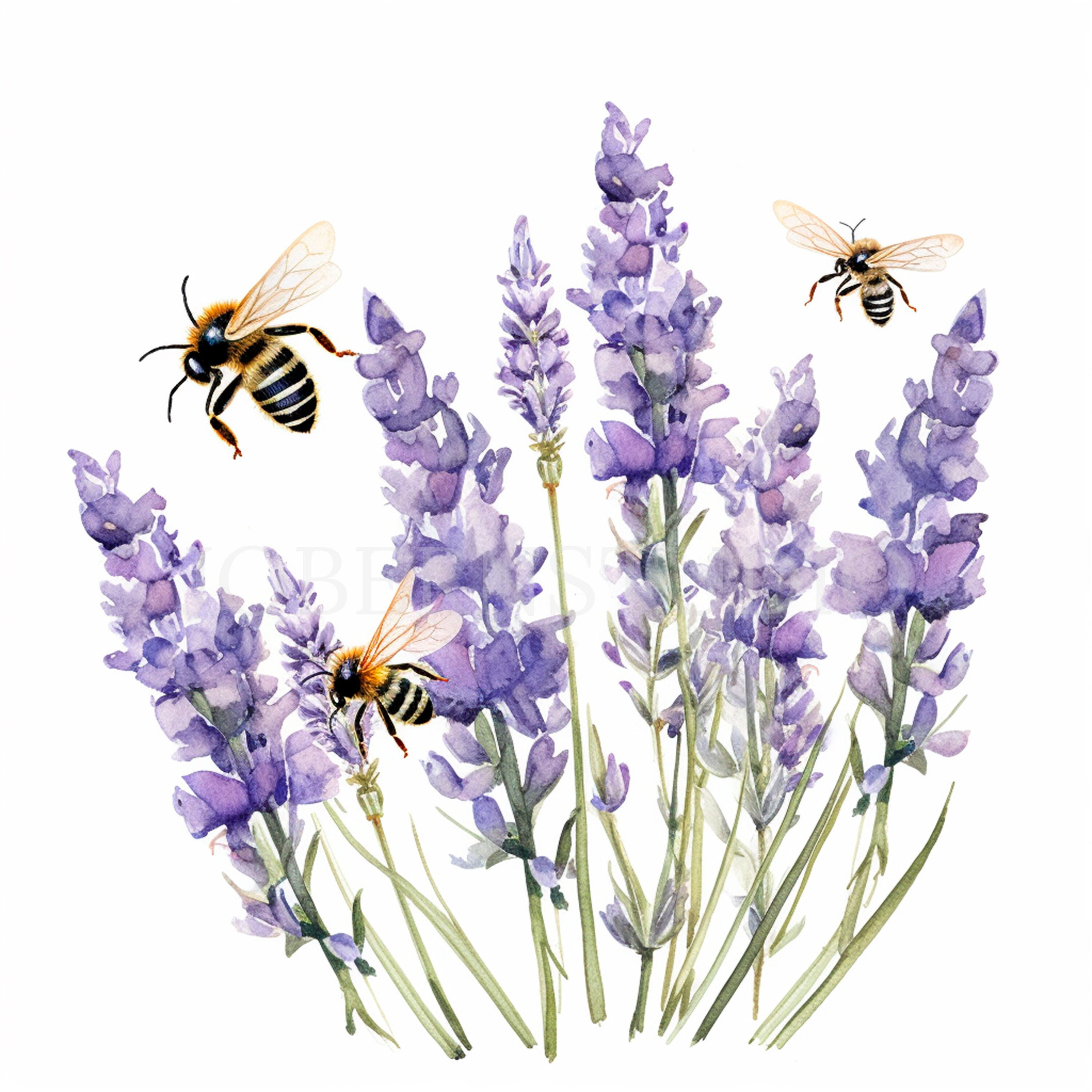Lavender Clipart Bundle 17 High Quality Png,watercolor Flower Provence ...