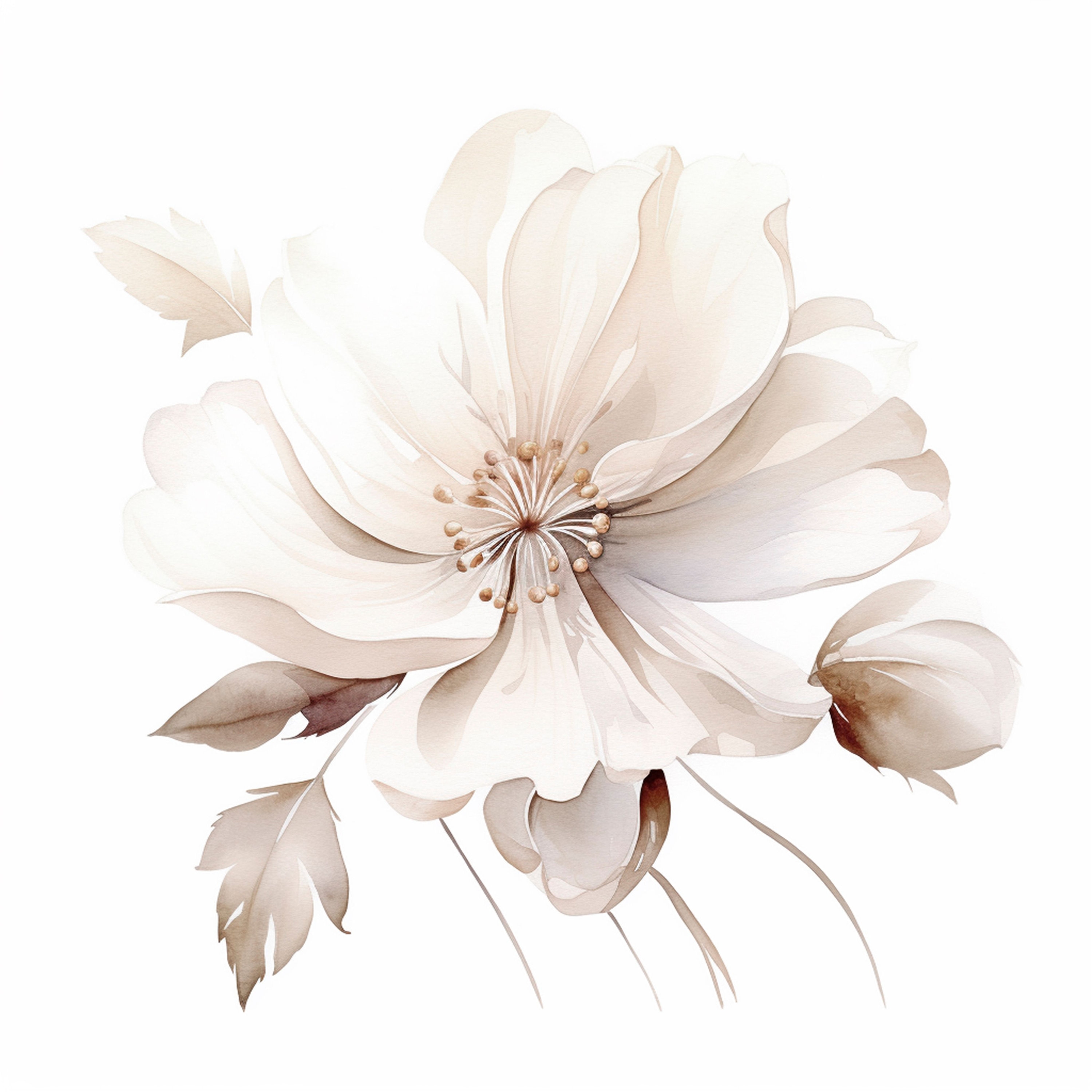 Beige Flower Clipart Bundle 15 High Quality Png,watercolor Floral ...