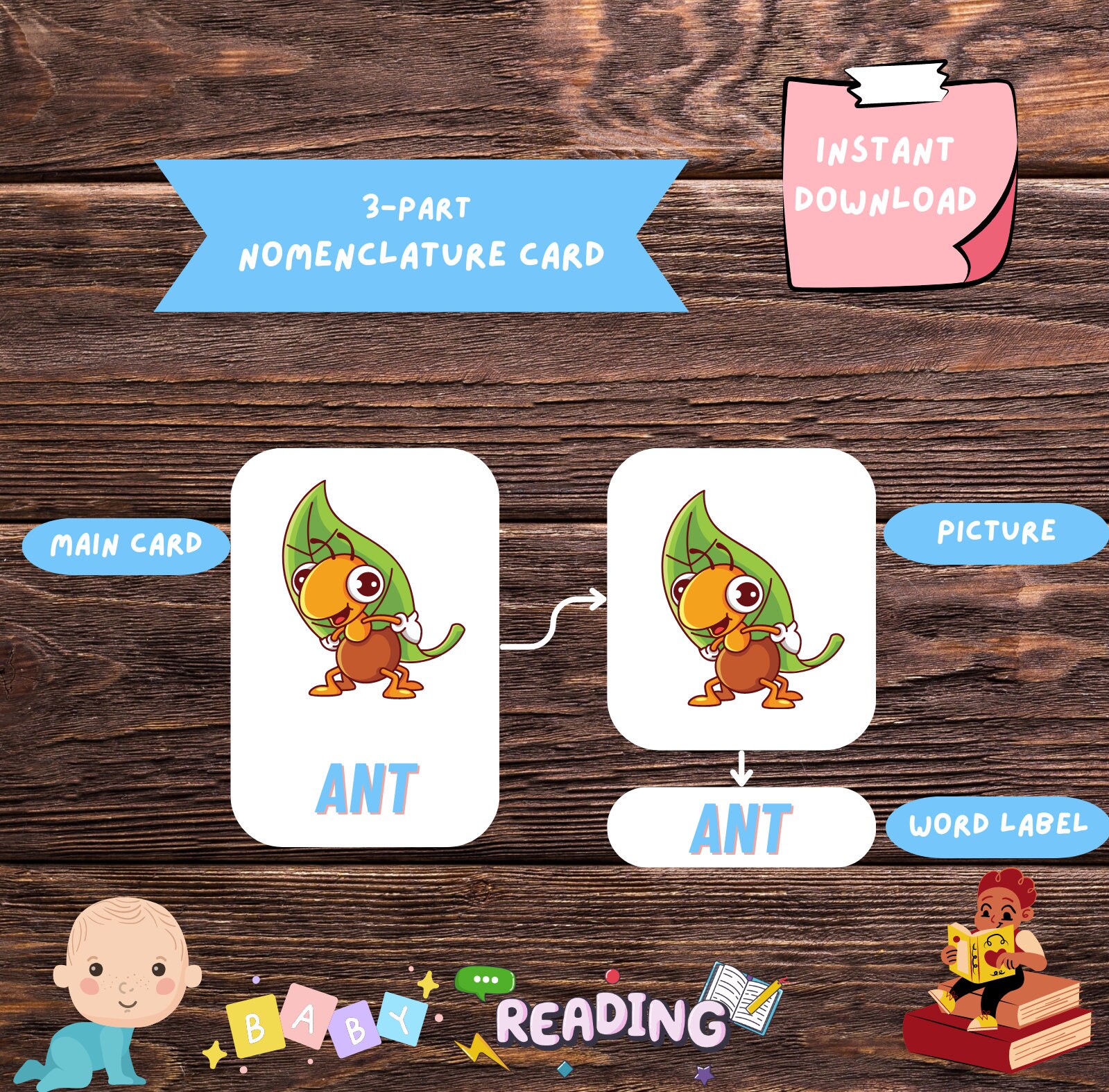 INSECTS Montessori Cards Flash Cards Nomenclature Flash Cards Pdf ...