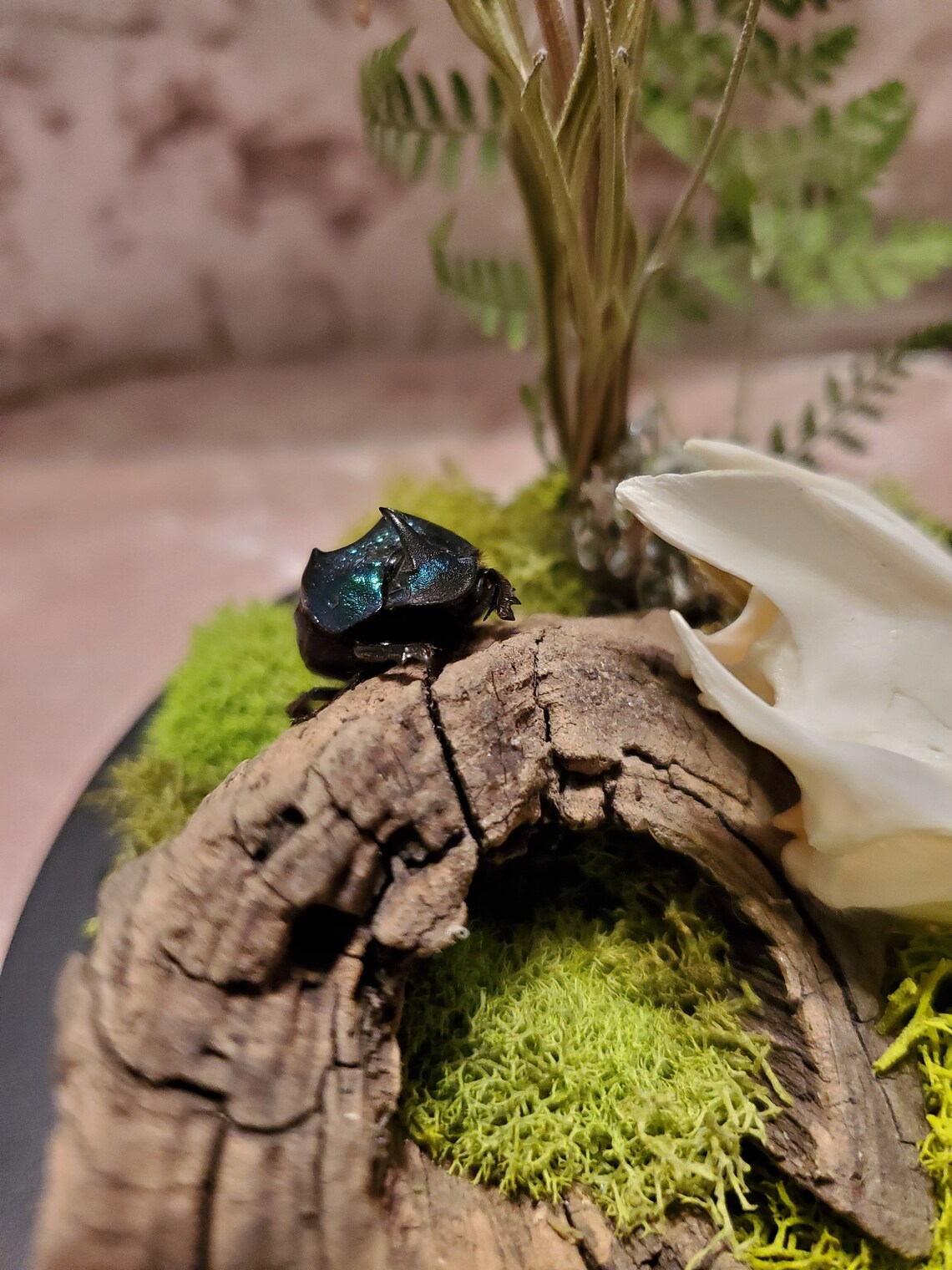 Turtle Skull and Phanaeus Demon Male Horned Rhinoceros Green Scarab ...