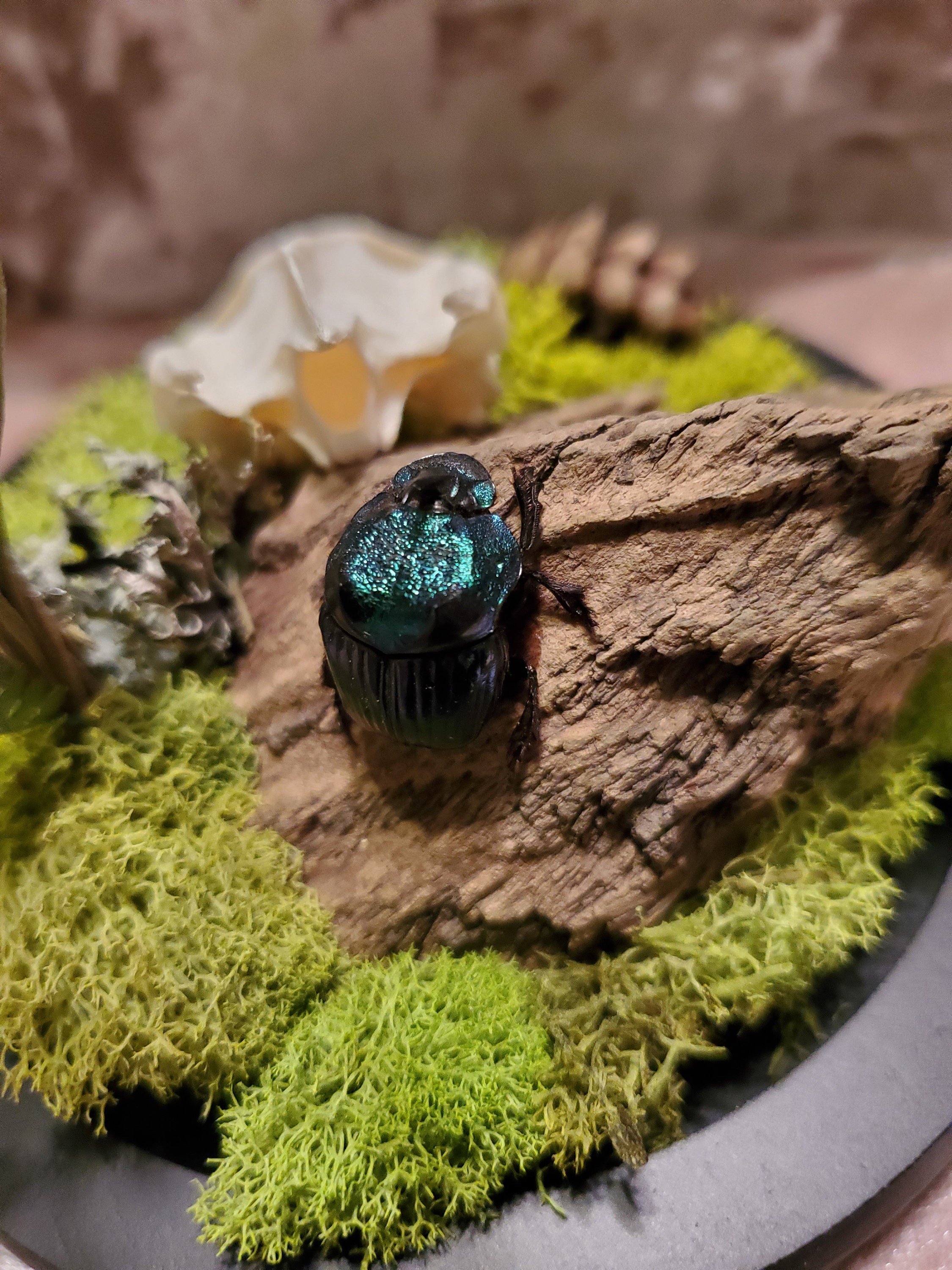 Turtle Skull and Phanaeus Demon Male Horned Rhinoceros Green Scarab ...