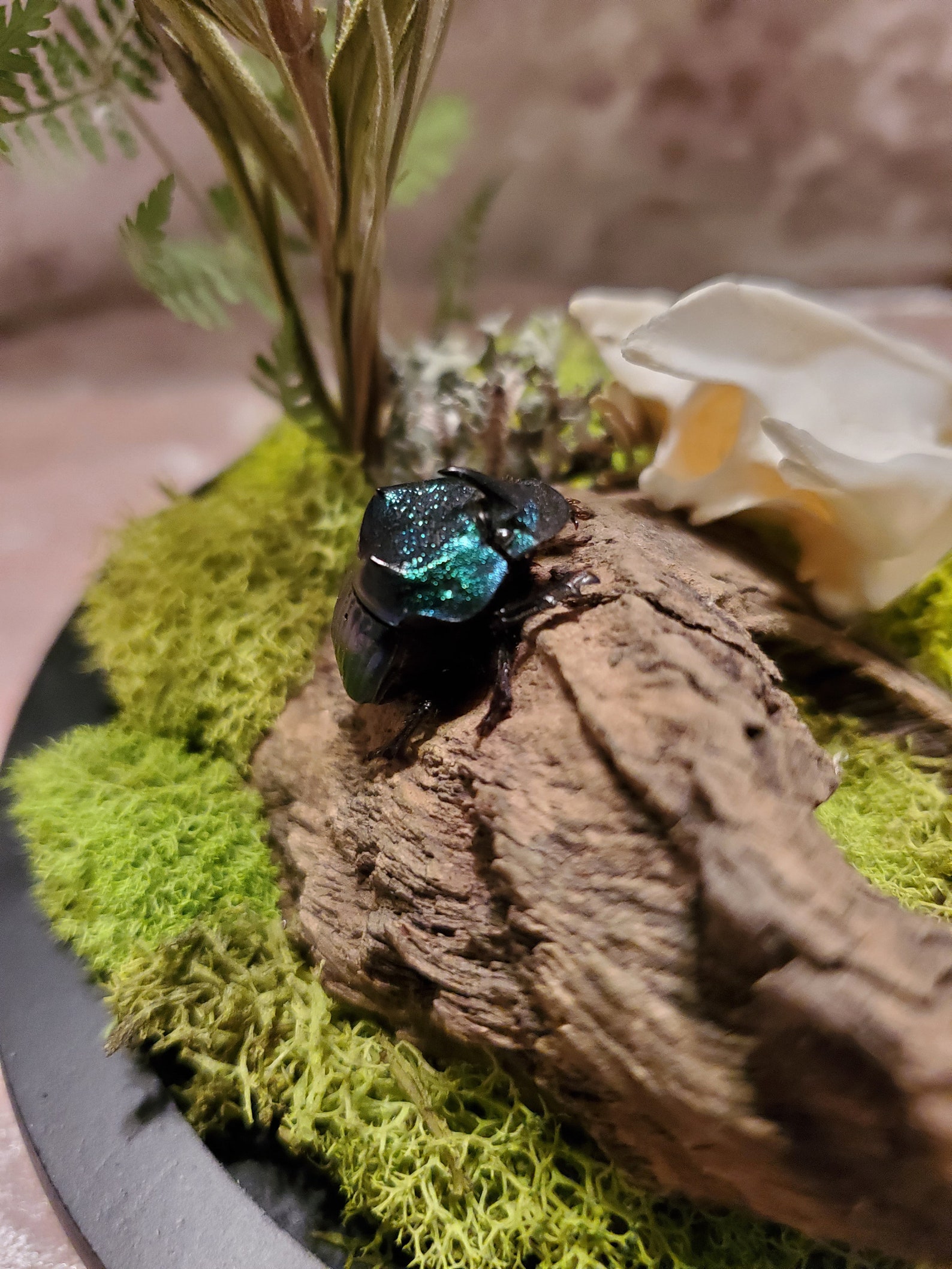 Turtle Skull and Phanaeus Demon Male Horned Rhinoceros Green Scarab ...