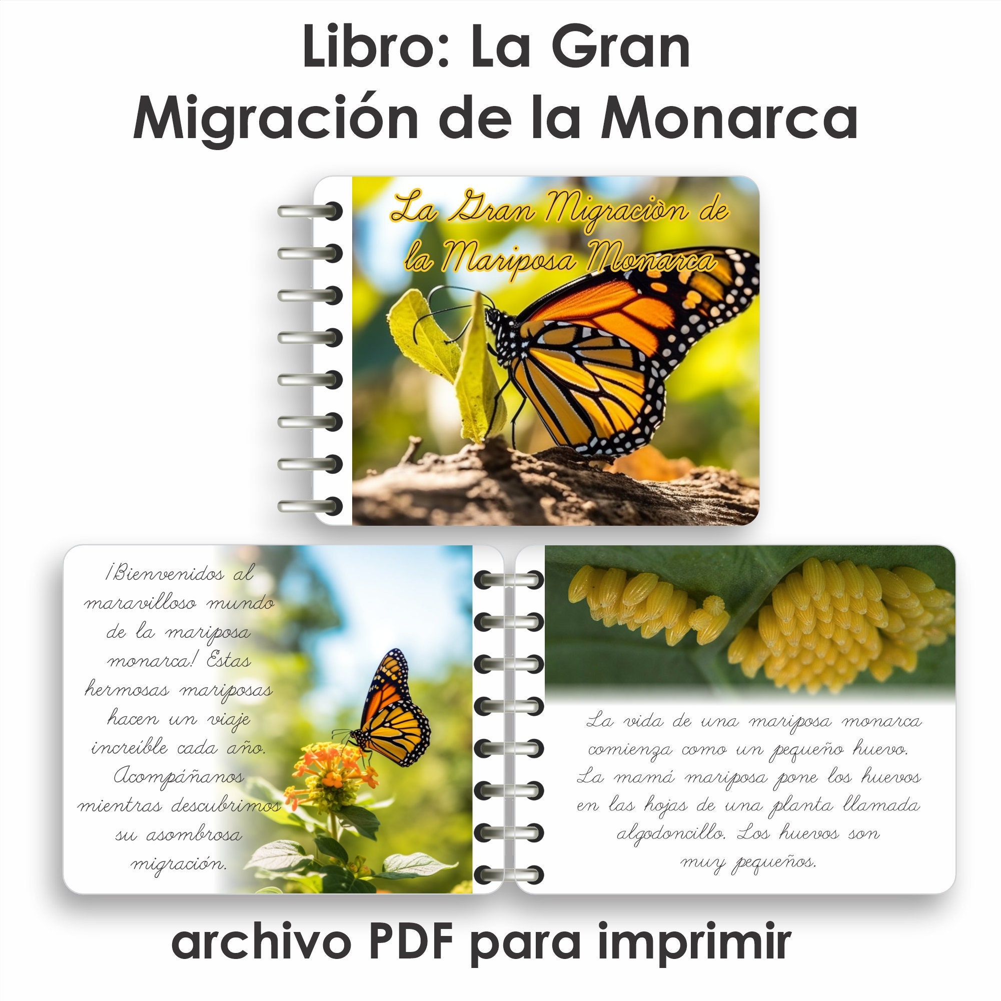 Monarch Butterfly Life Cycle and Migration Book of the - Etsy Canada
