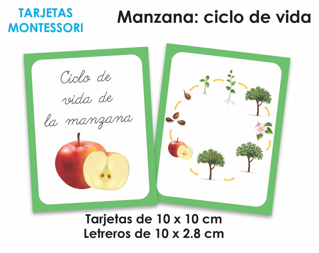 APPLE: Life Cycle, Apple Life Cycle Montessori Cards, Montessori ...