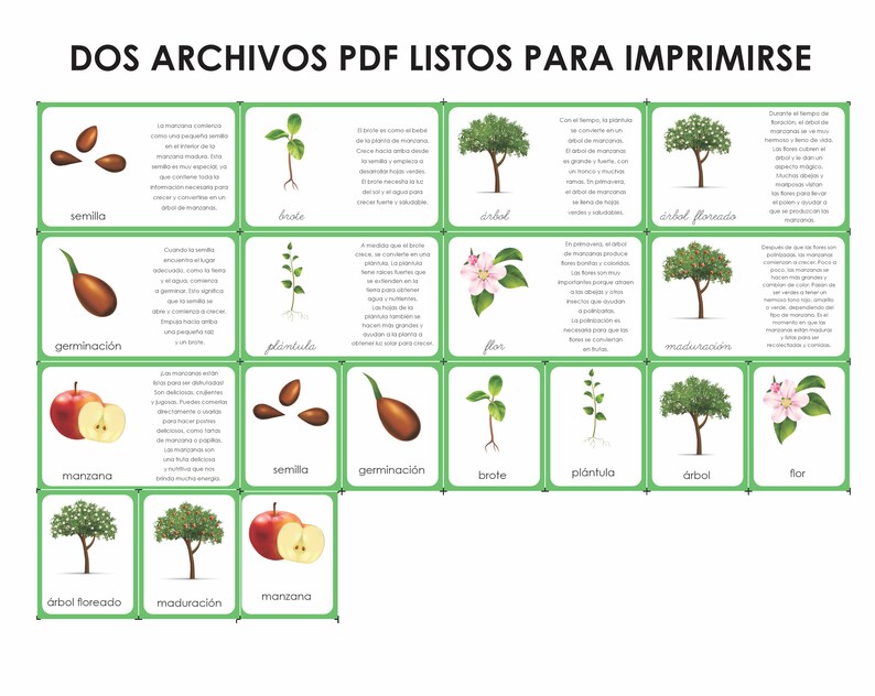 MANZANA: Ciclo de vida, tarjetas Montessori del ciclo de vida de la ...