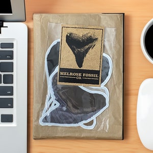 Vinyl Waterproof Shark Tooth Stickers - Etsy