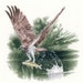 Osprey in Flight Cross Stitch Kit - Heritage Crafts COUNTED Cross ...