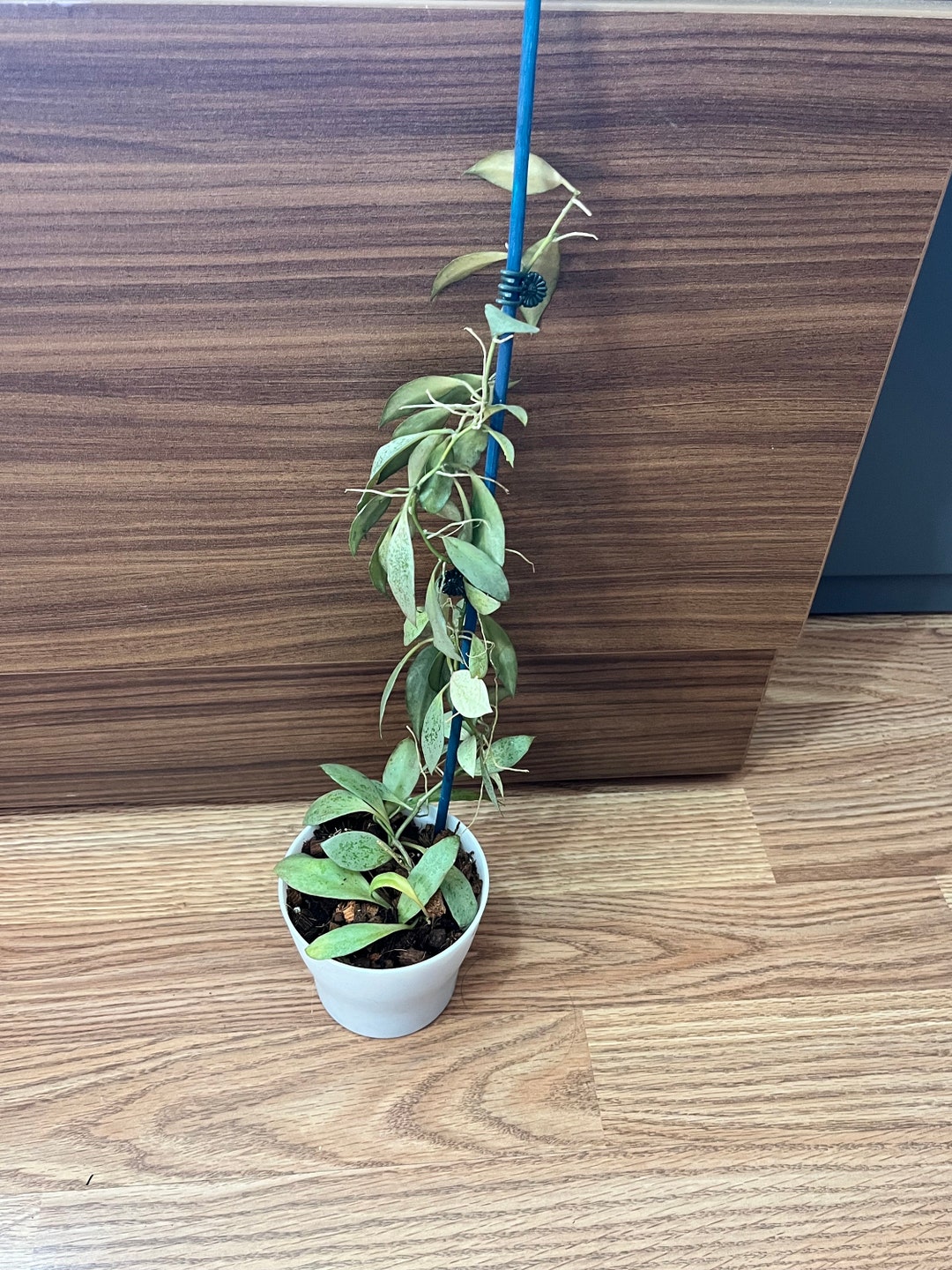 Hoya Lacunosa Leopard Skin - Etsy