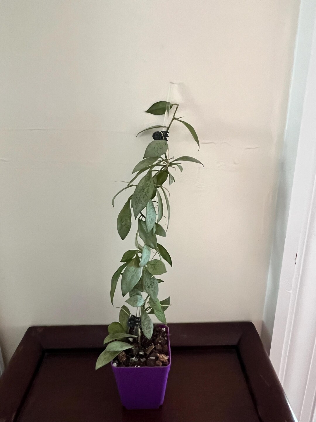 Hoya Lacunosa Leopard Skin - Etsy