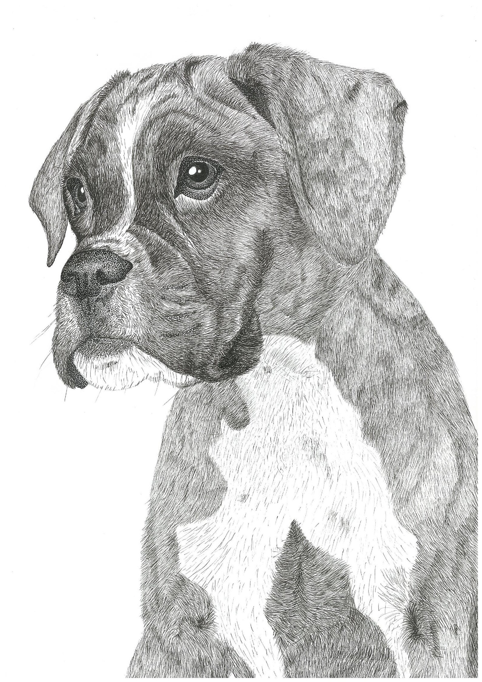 Fine Art Print - Boxer Dog - Etsy