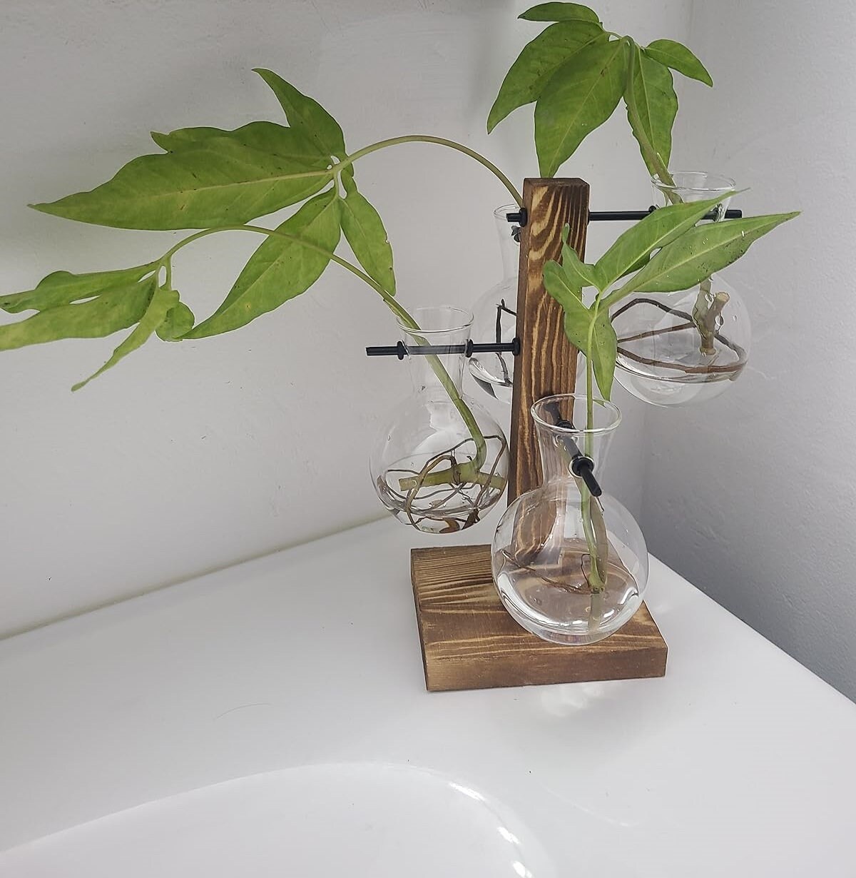 4 Bulb Beaker Glass Vase Plant Terrariums Kit Solid Wood Stand - Etsy