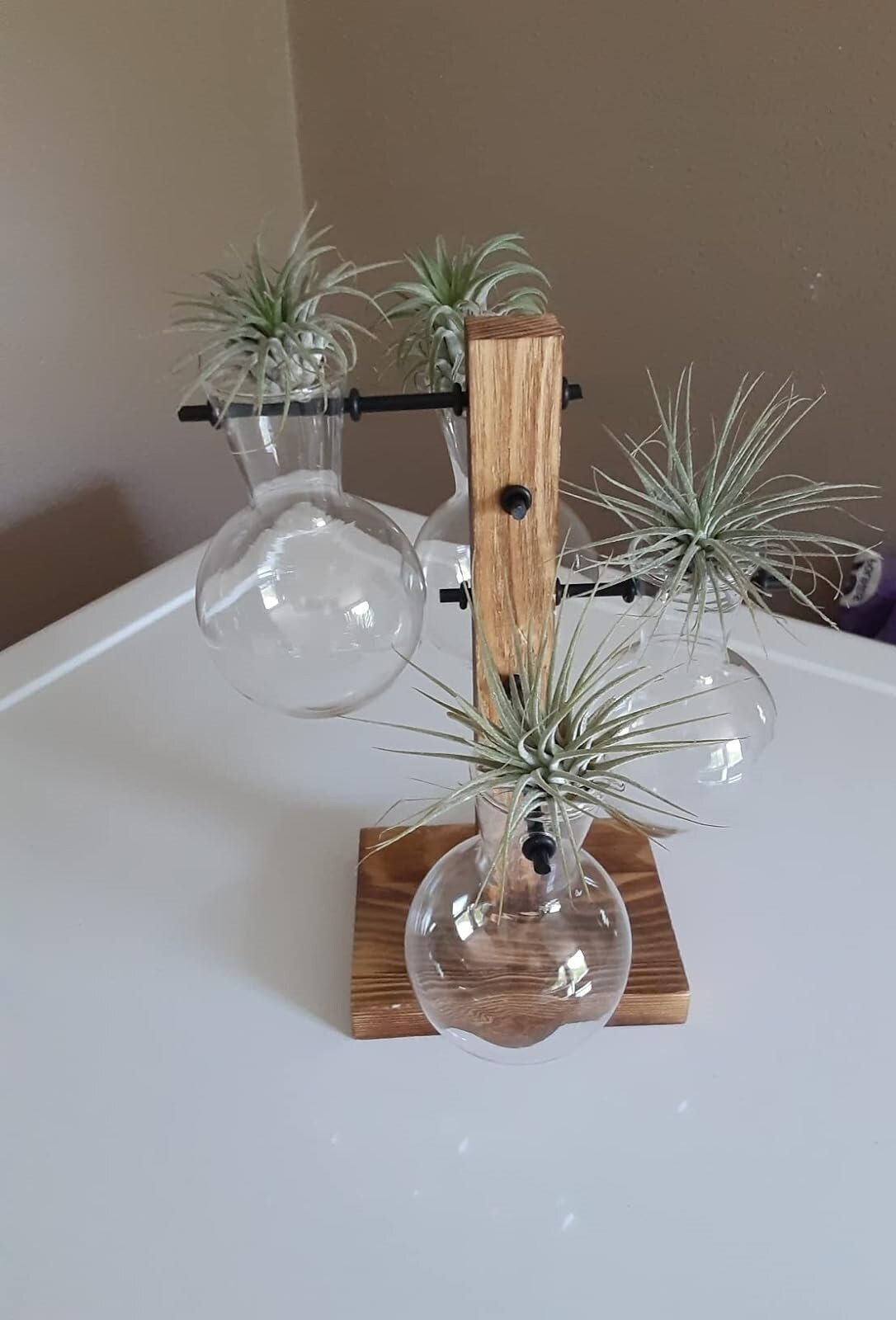 4 Bulb Beaker Glass Vase Plant Terrariums Kit Solid Wood Stand - Etsy