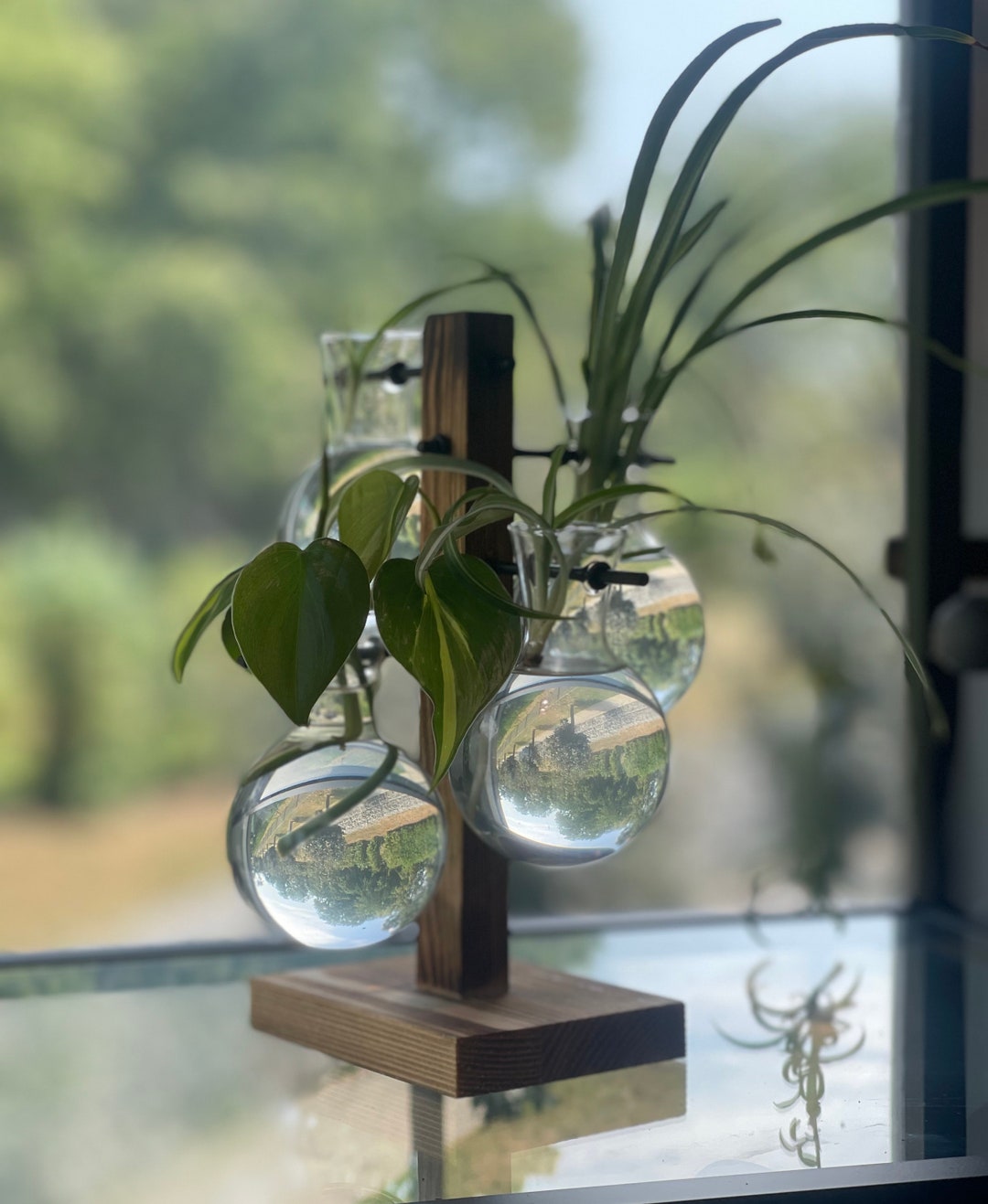 4 Bulb Beaker Glass Vase Plant Terrariums Kit Solid Wood Stand - Etsy